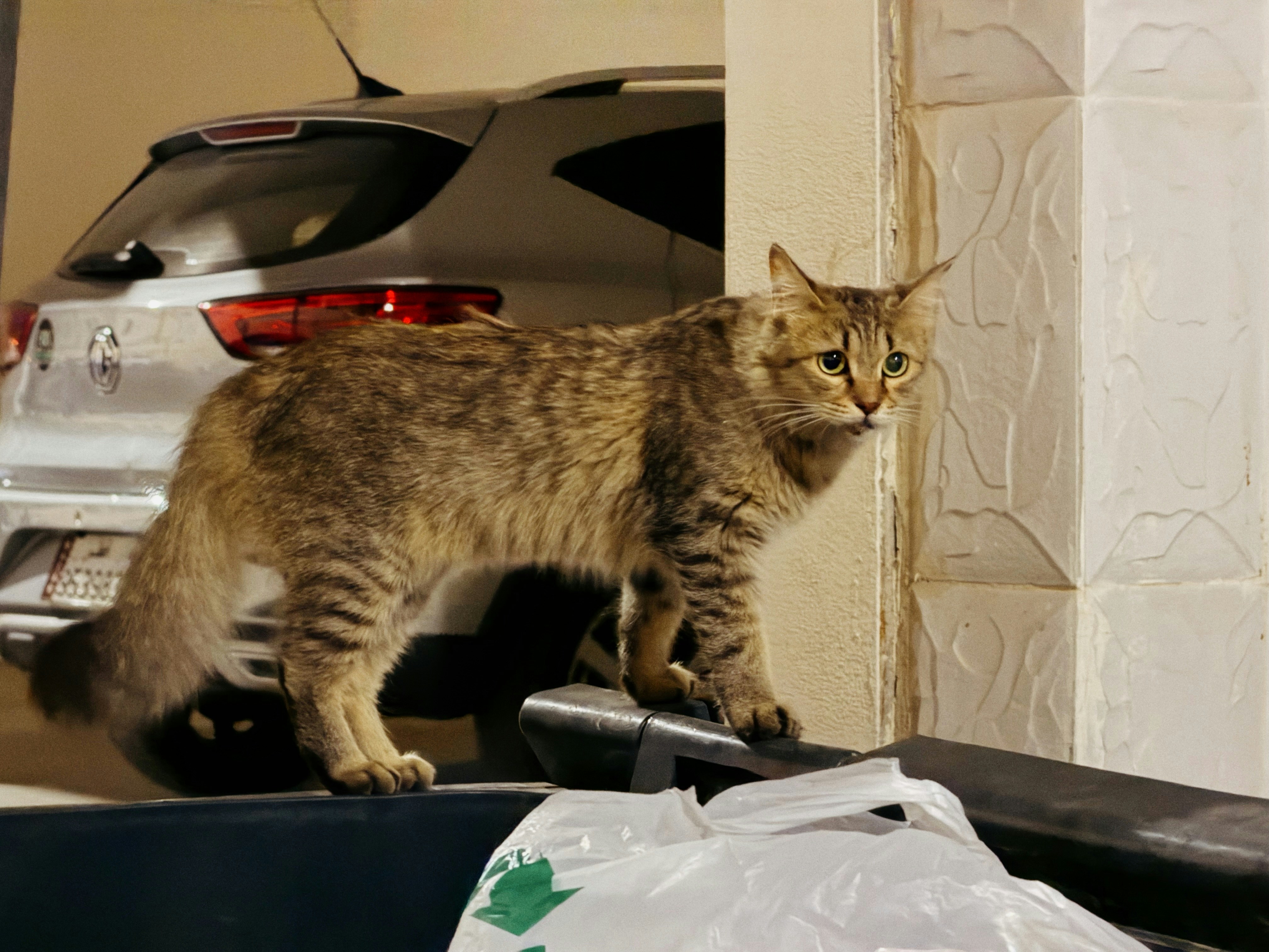 Cat on the Edge: Suspicious Pause by the Parking Garage Wall