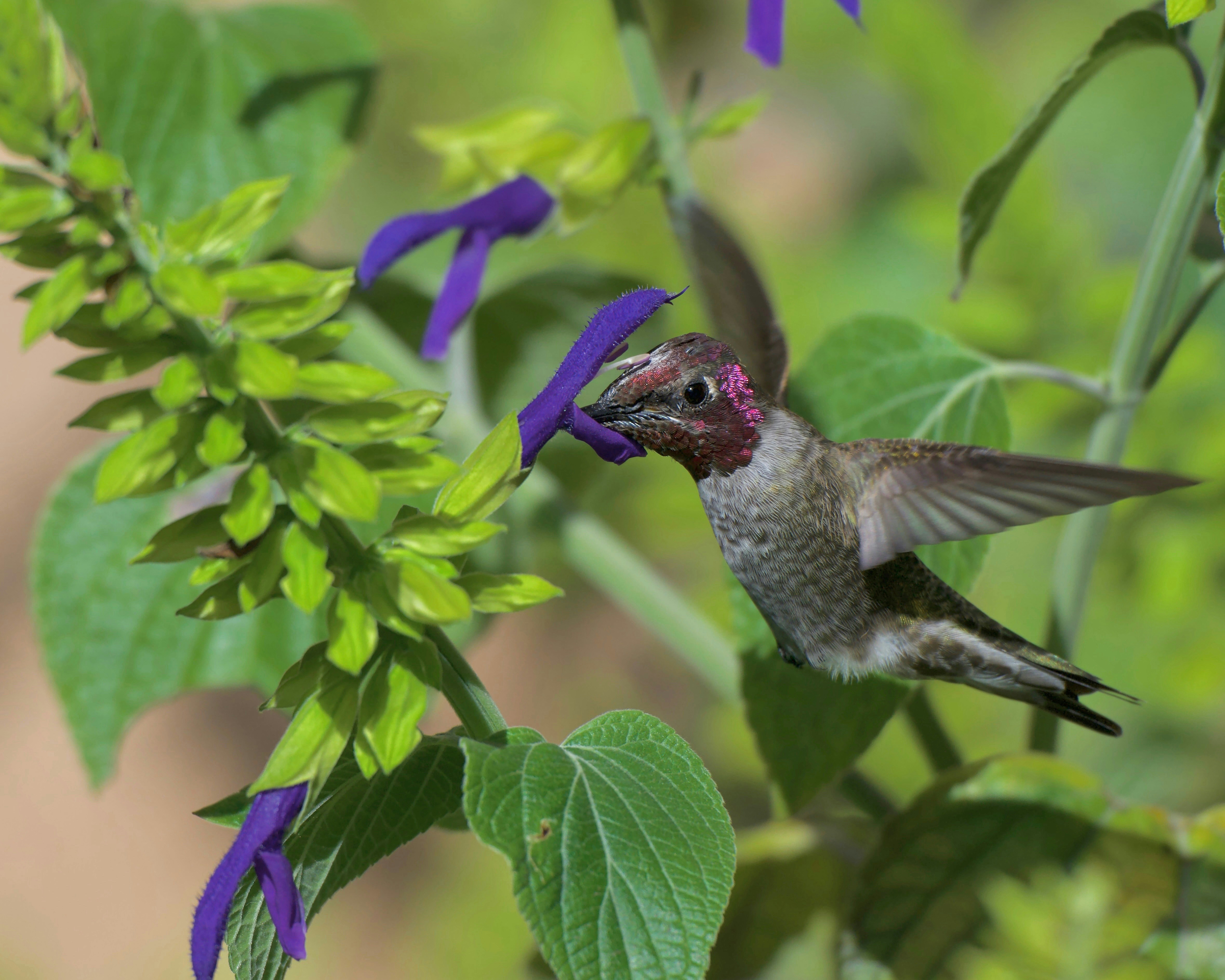 Hummingbird in Violet Bloom: A Moment of Hovering Precision