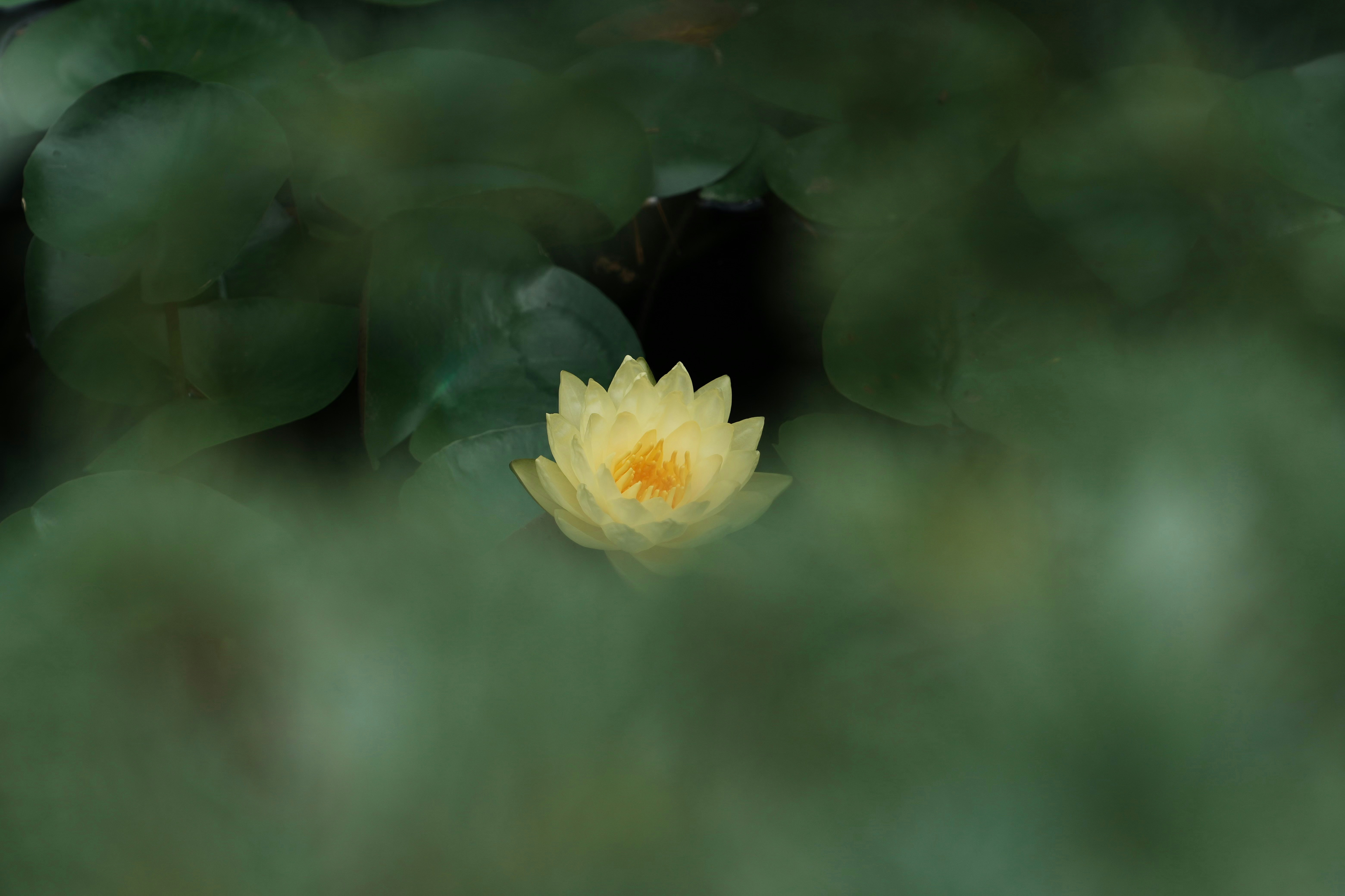 Verdant Veil: A Lone Water Lily Emerges Through Soft Focus Greens