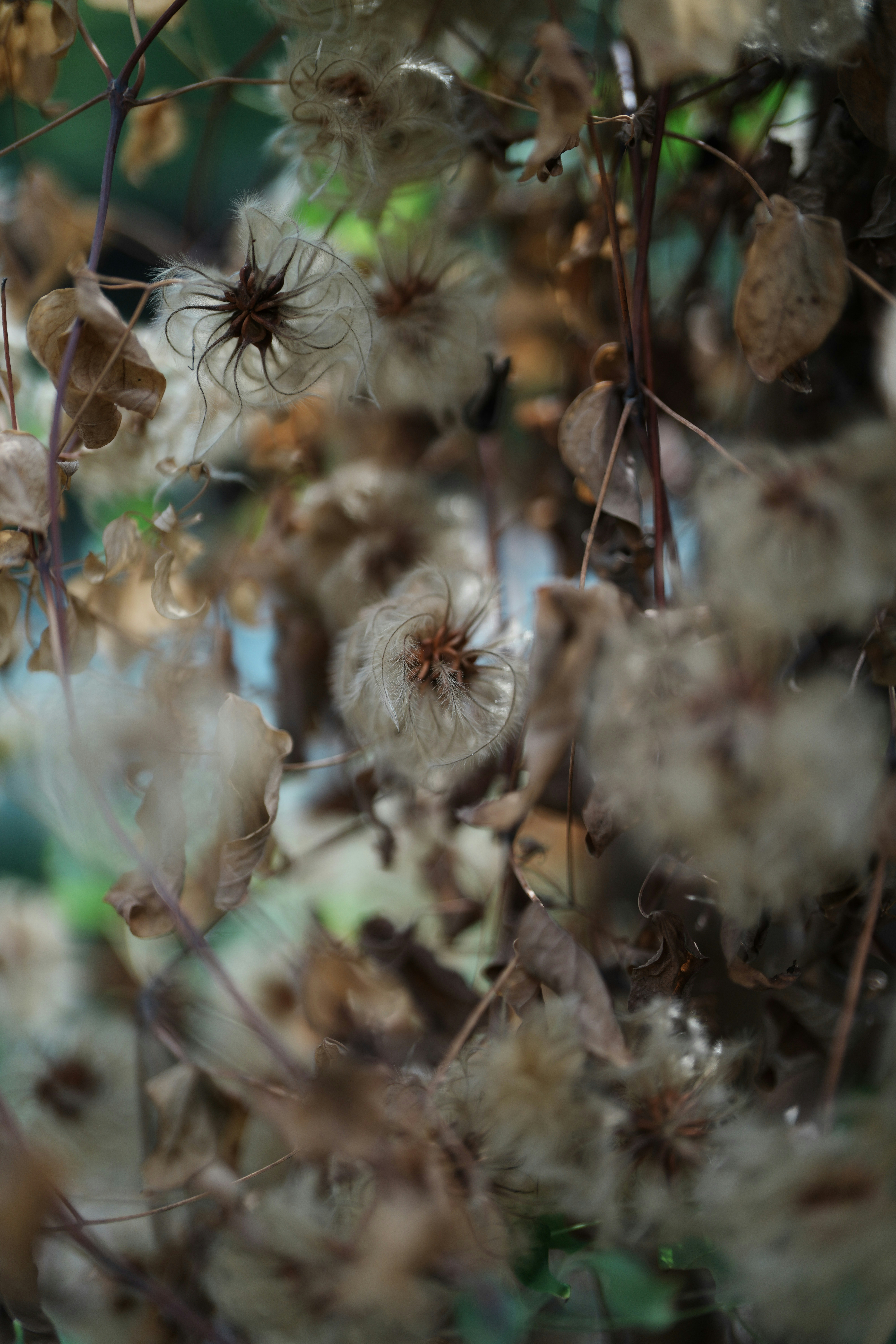 Whispers of a Seed Rain: Fluff and Fronds in Quiet Decay