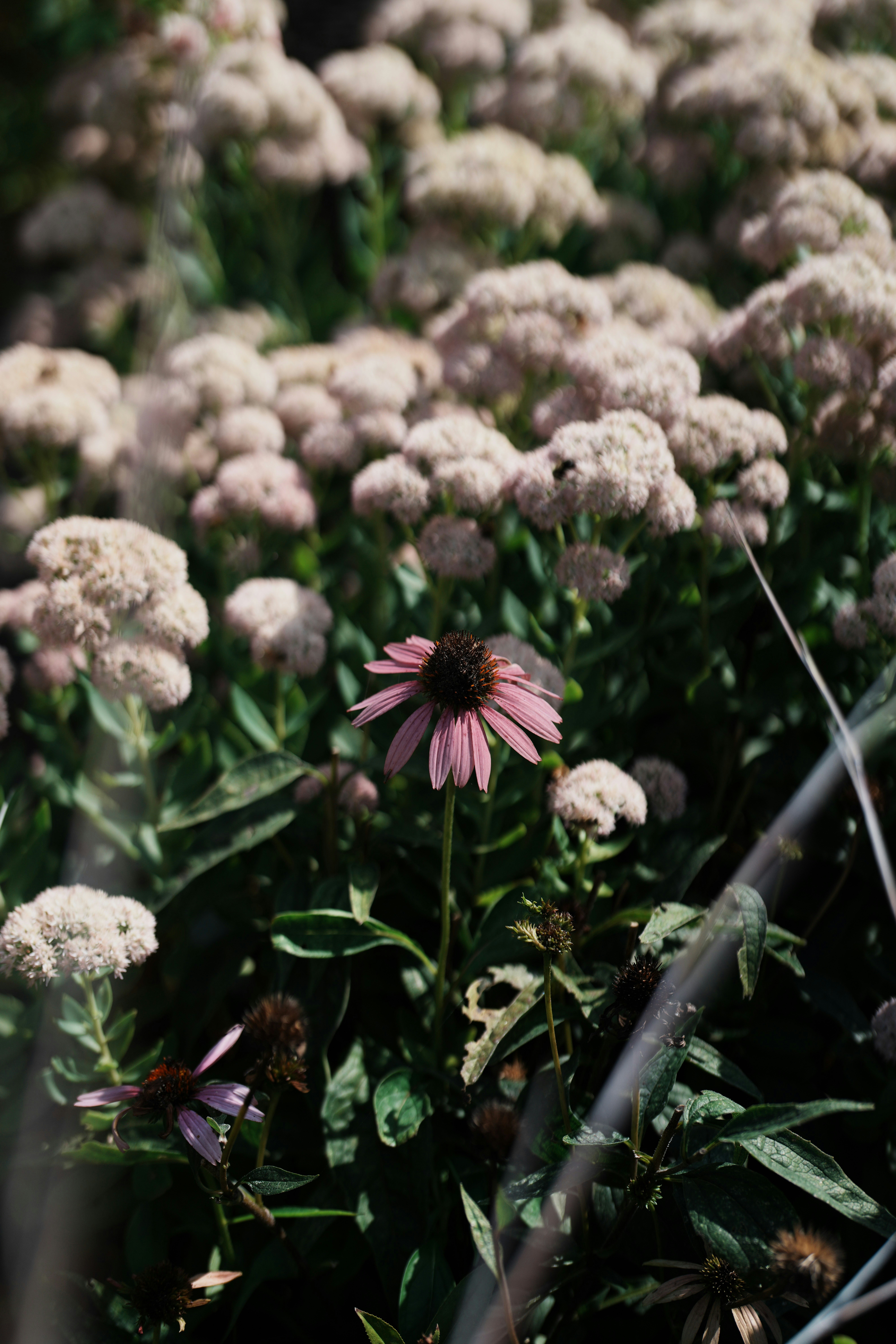 Pink Coneflower Among Quiet Blooms