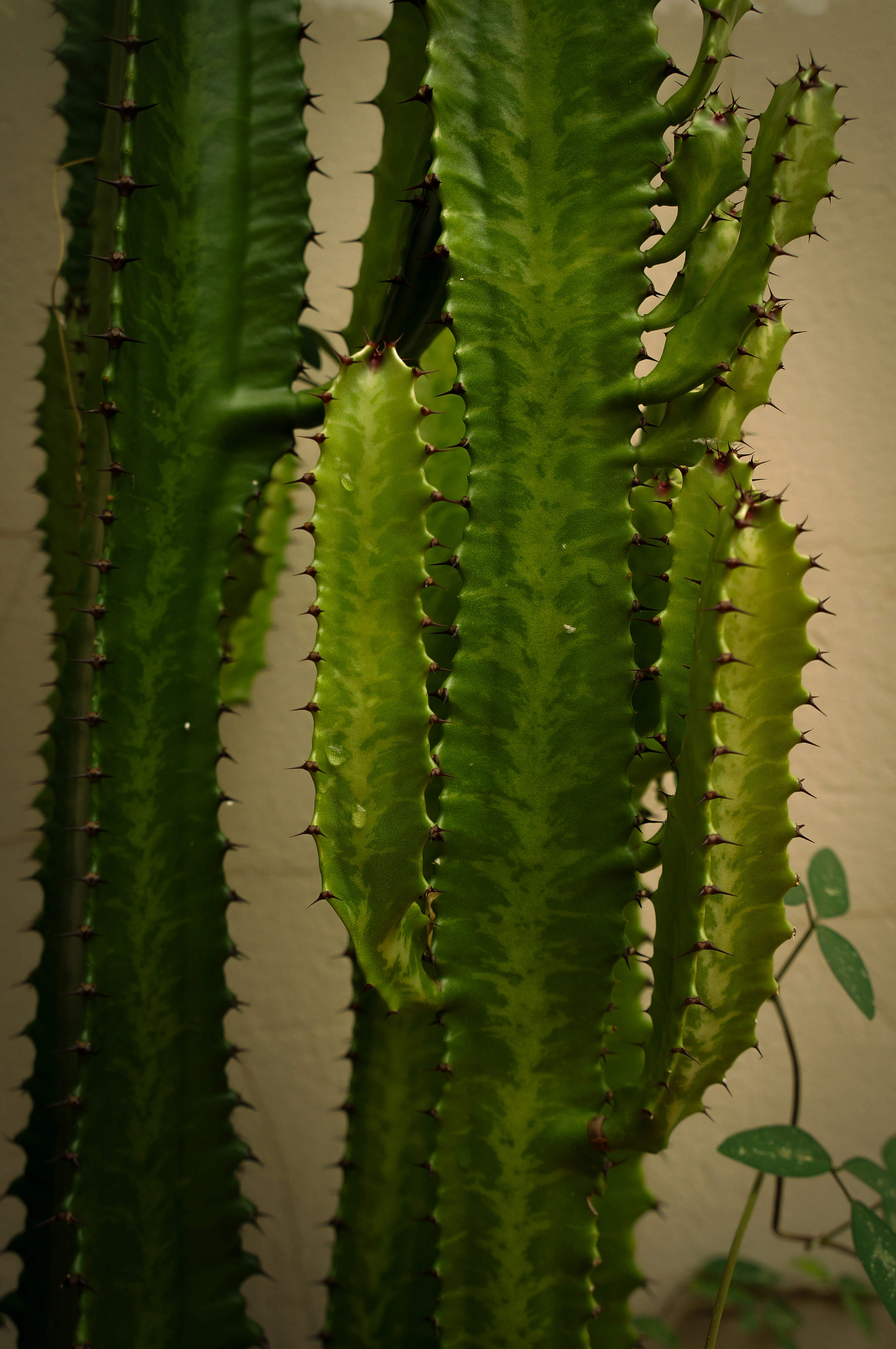 Cactus Columns Reach Toward a Quiet Balcony Light