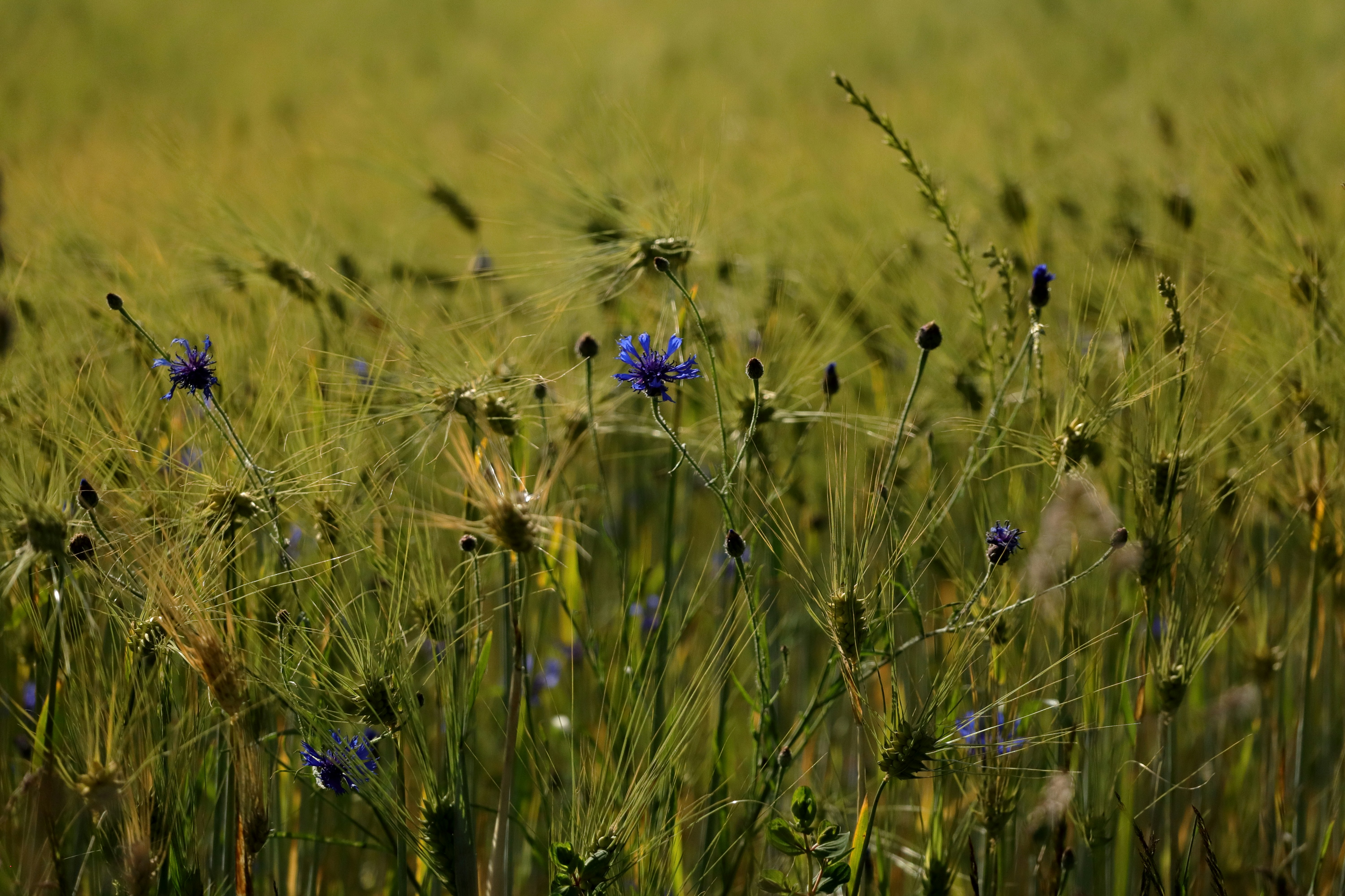 Blades of Gold and Violet: A Quiet Meadow in Light