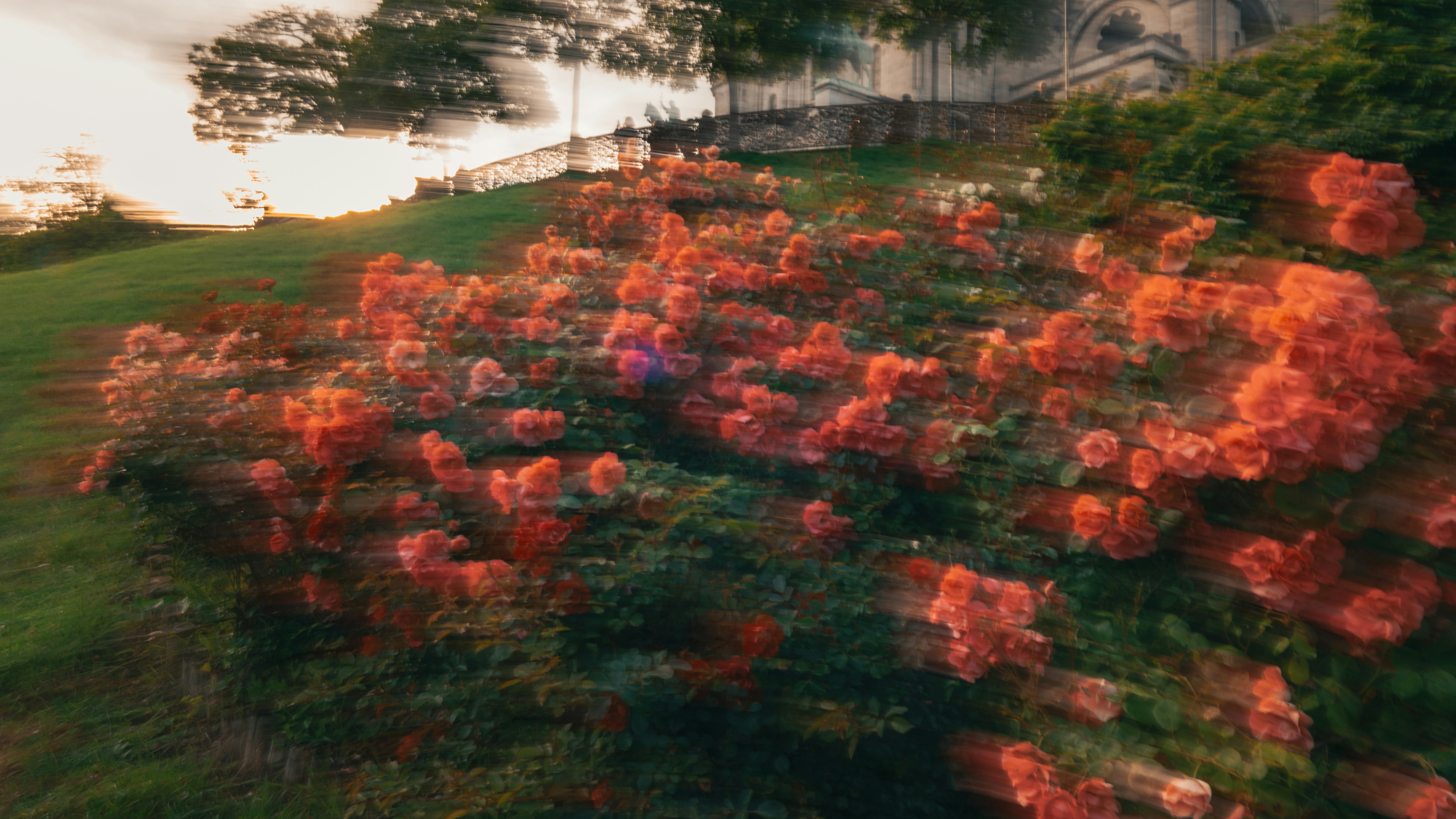Blossoms in a Soft Evening Blur