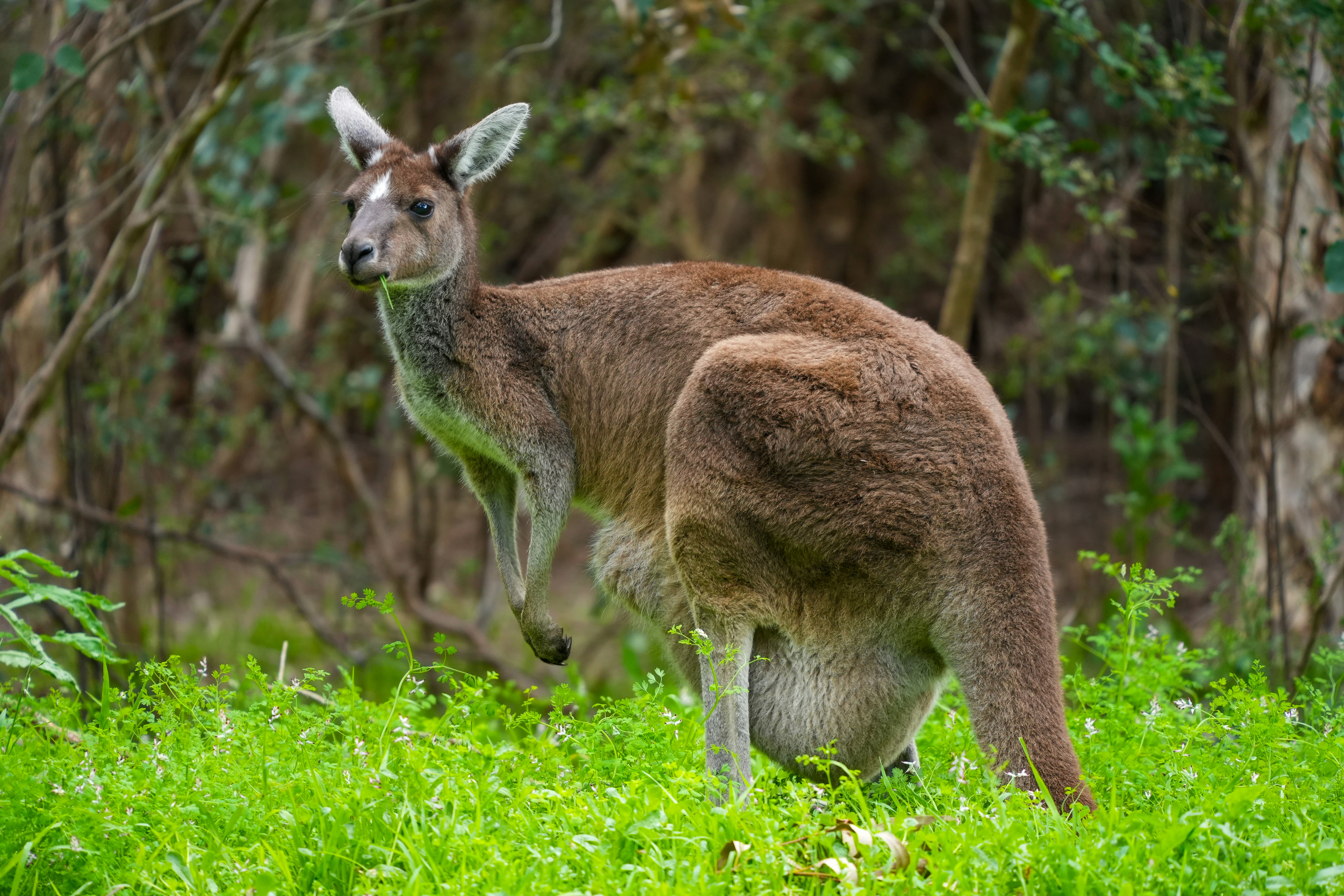Curious Kangaroo Pause in a Bright Green Meadow