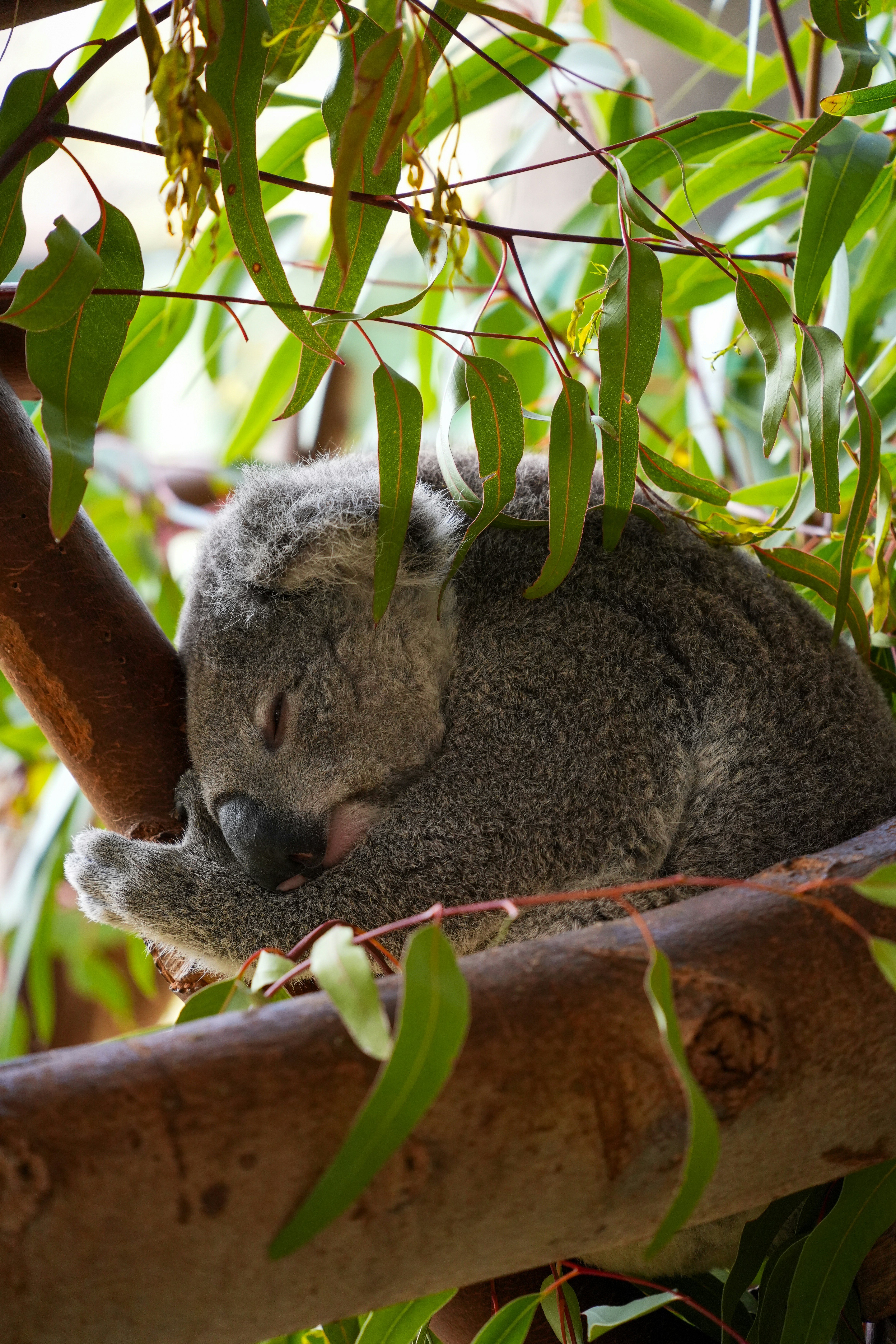 Cozy Koala Slumber Among Green Canopy