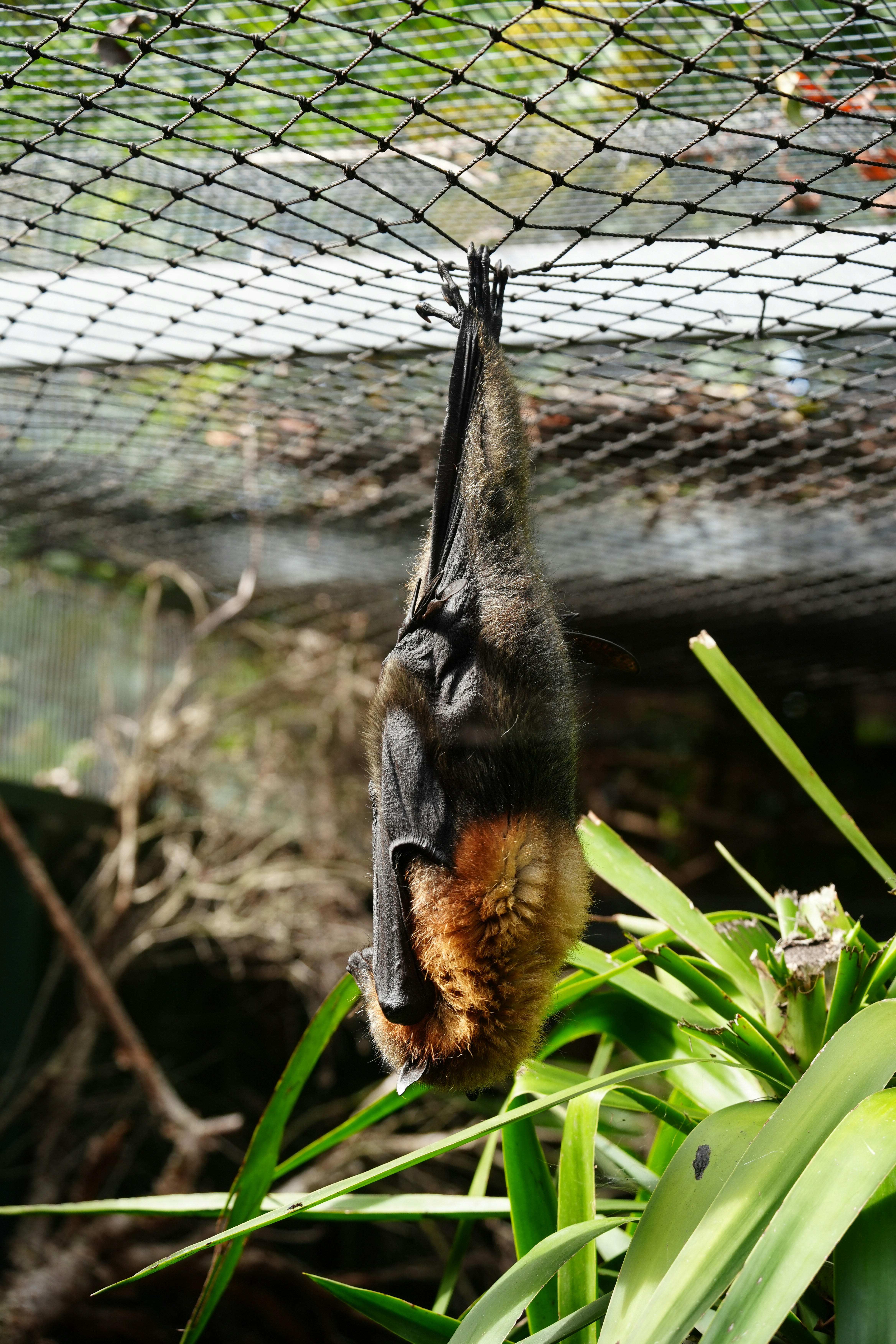 Bat clings upside down beneath a chain‑link roof in a lush enclosure, foregrounded by green leaves and textured with netting and natural light.
