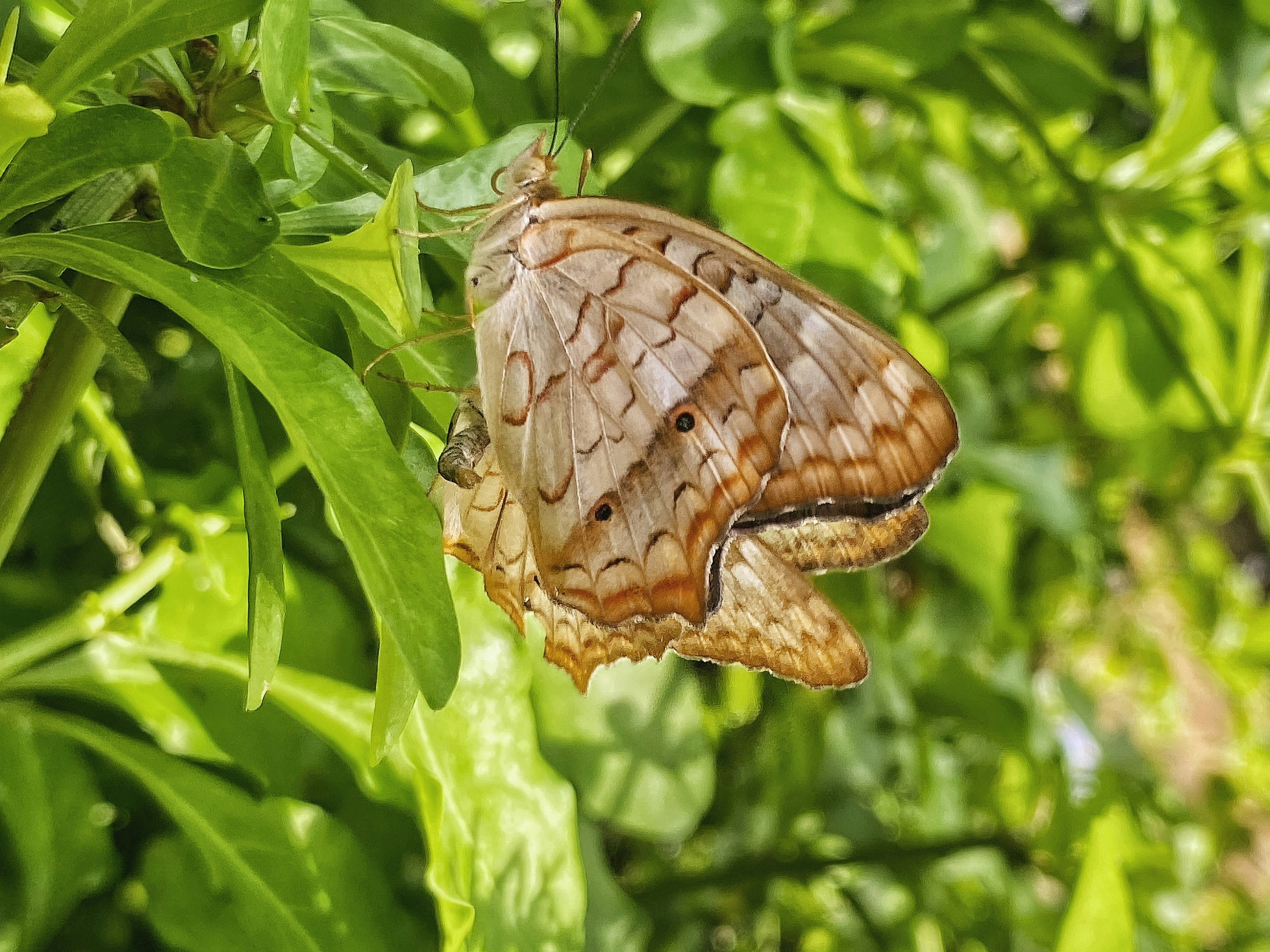 Butterfly duo perched on a leaf