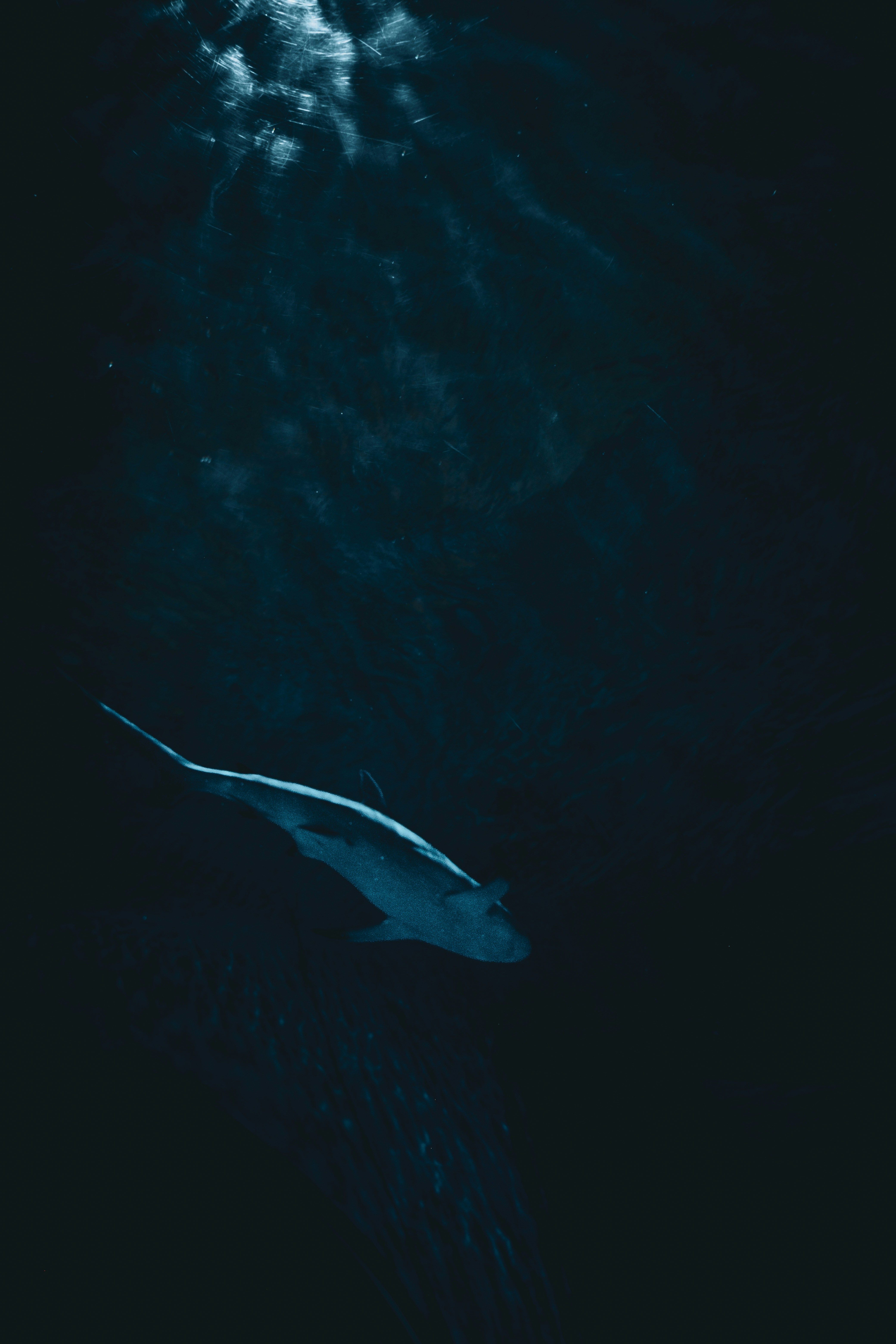 Low-Light Glide: A Shrouded Ocean Silhouette
