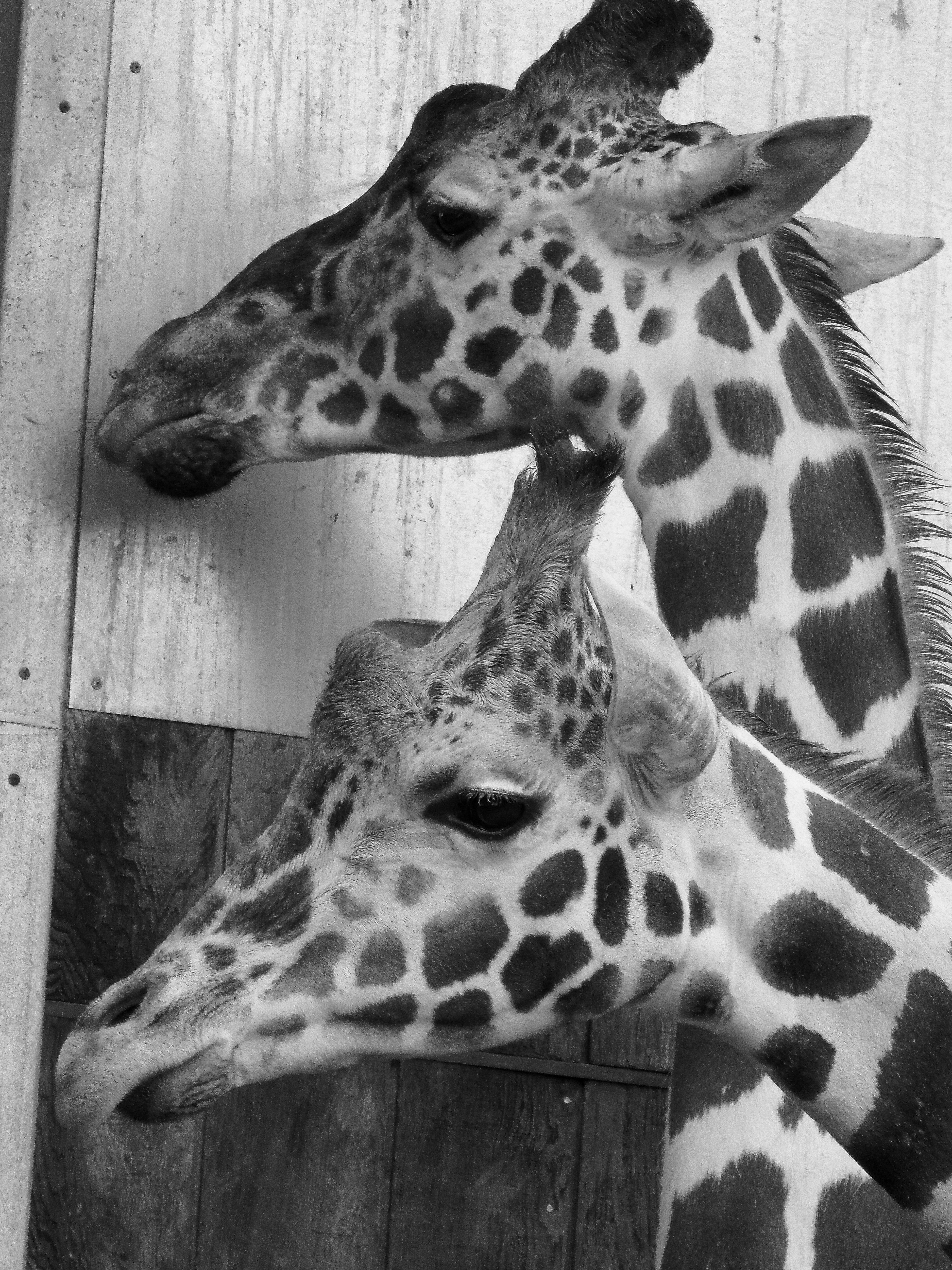 Two Giraffes, One Frame: Quiet Portraits Through a Wooden Veil
