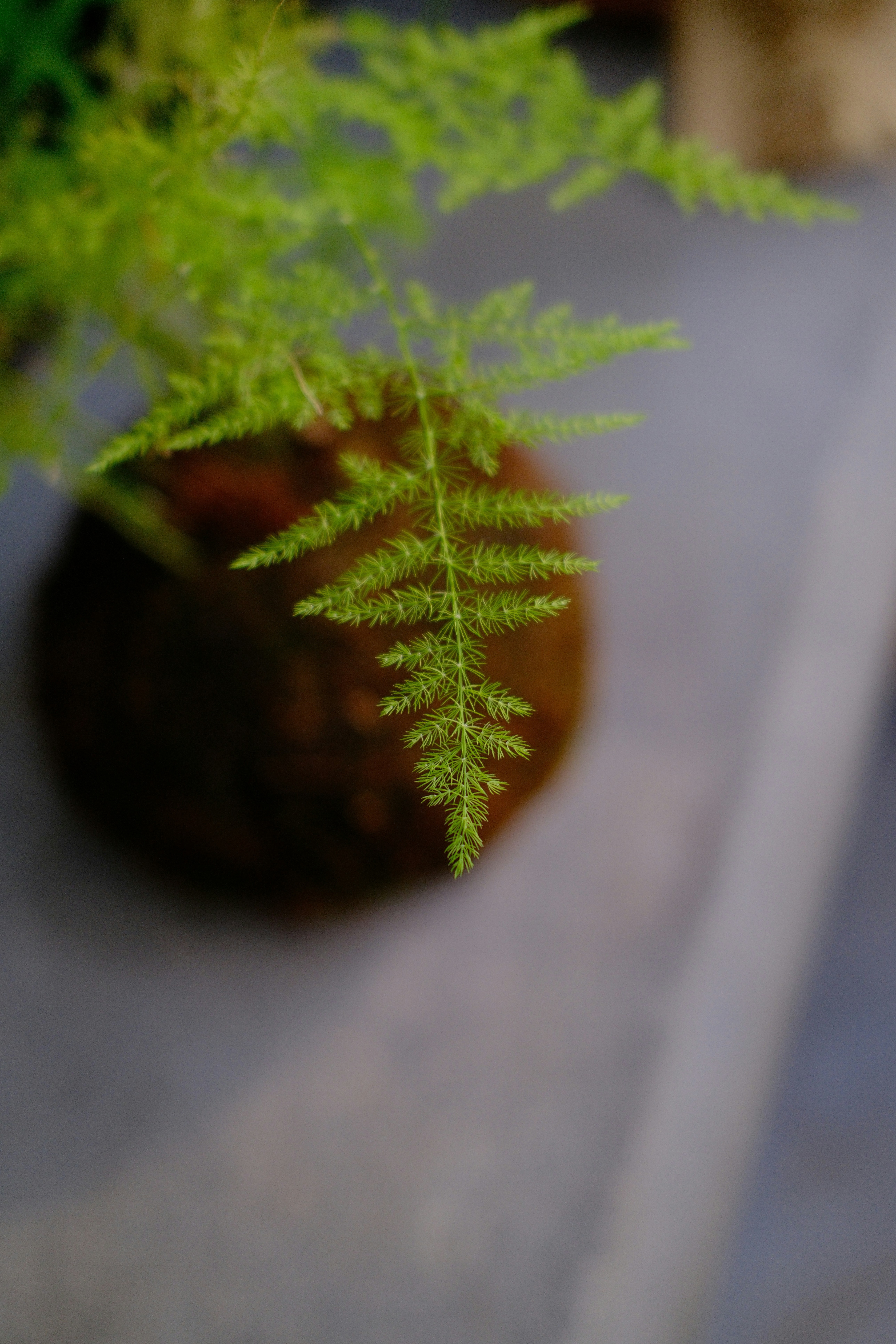 Verde Cascade: A Fern Frond in Soft Focus