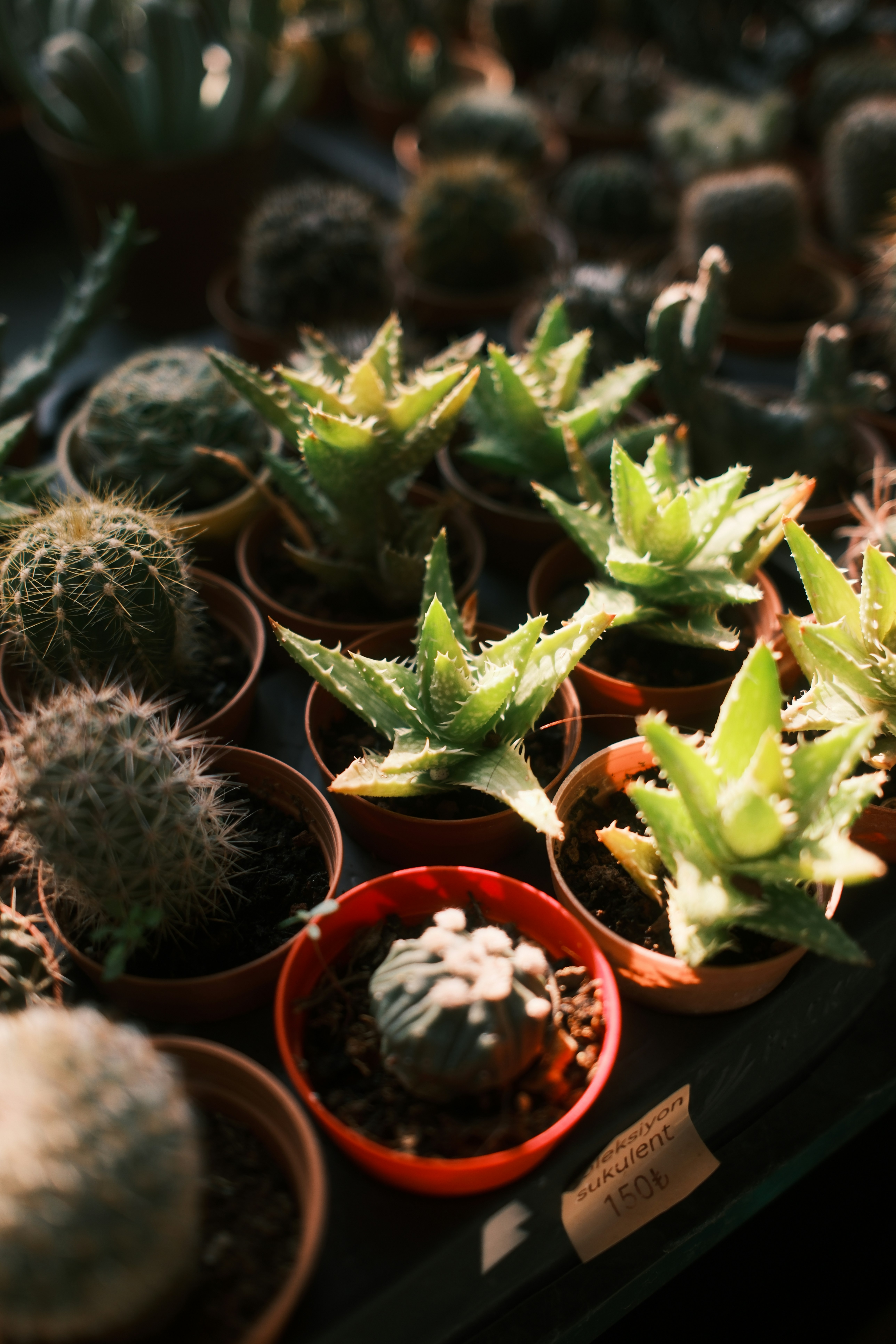 Cactus Choir: Sunlit Succulents in a Desert Tabletop Garden