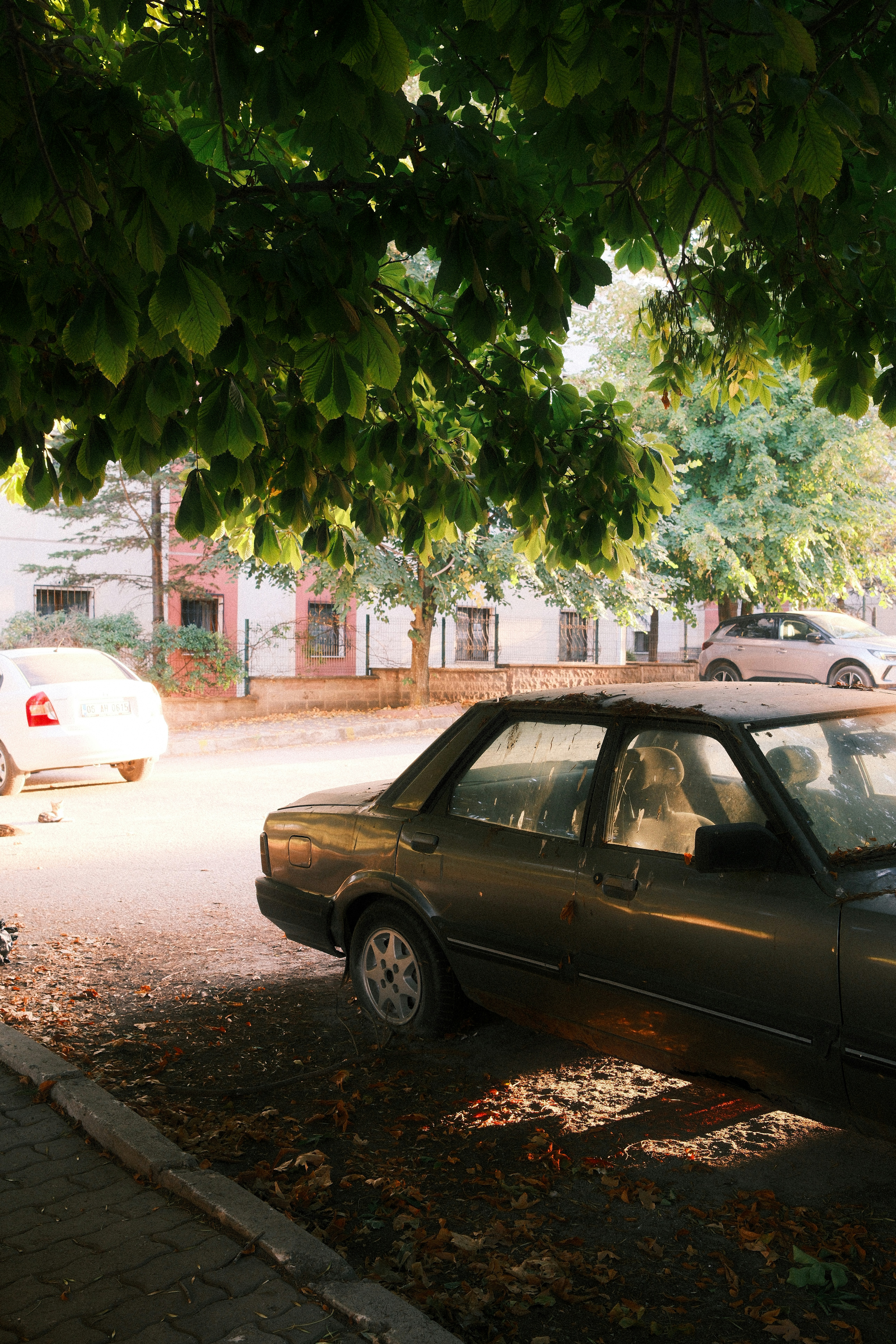 Under the Green Canopy: A Quiet Street Scene with Parked Car