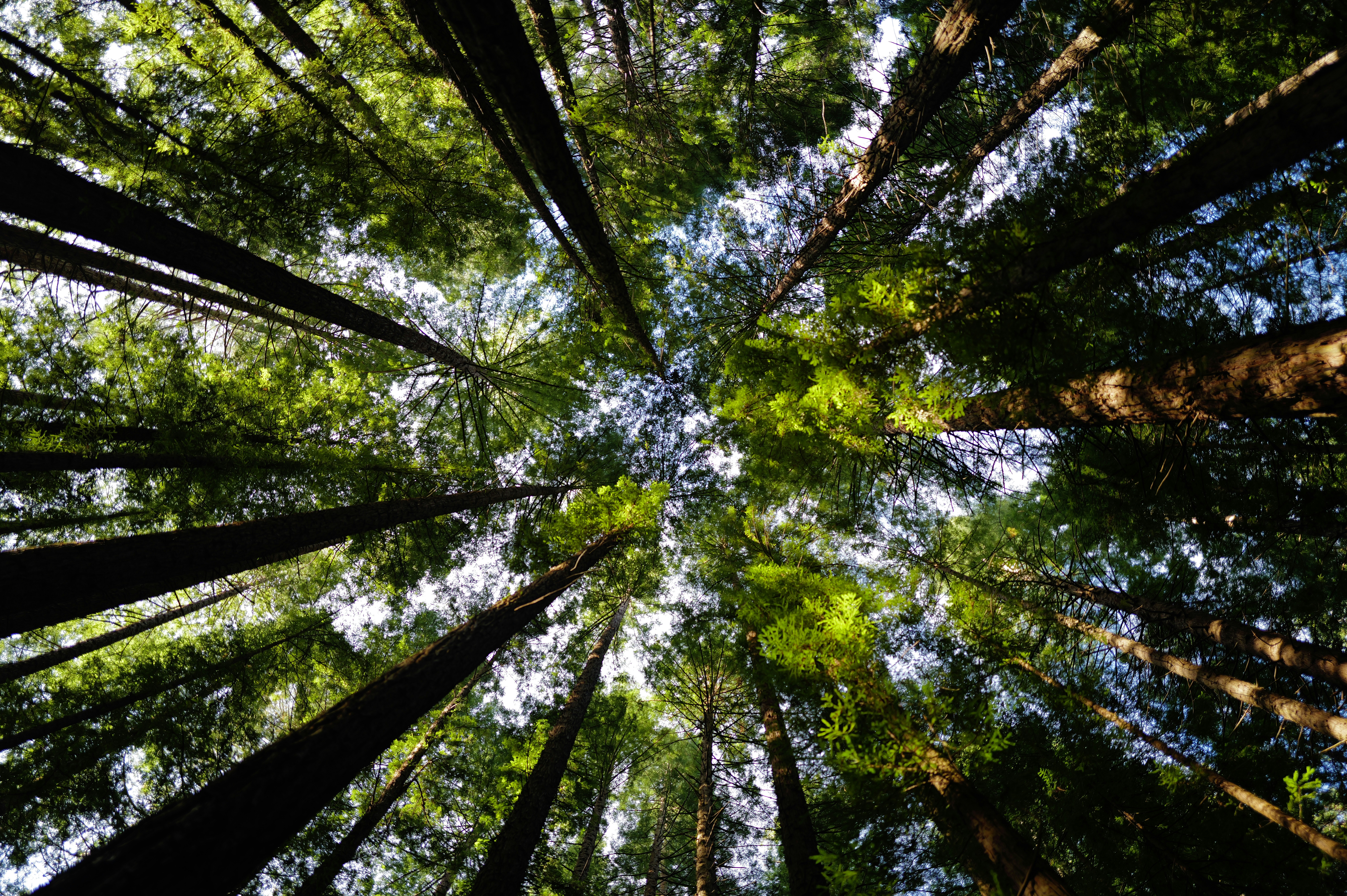 Crown of Pines: A Skyward Forest View