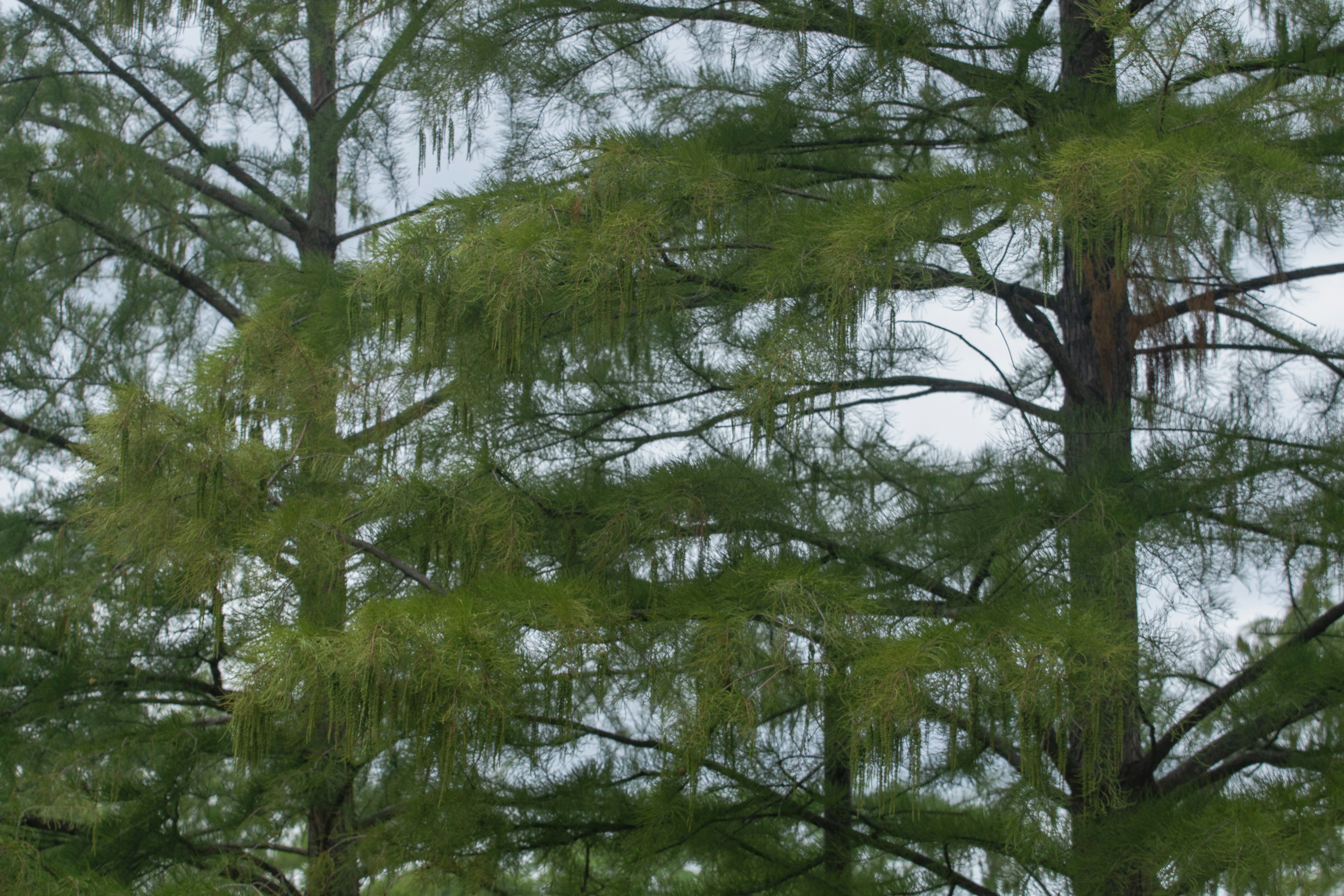 Emerald Pines against a Quiet Sky