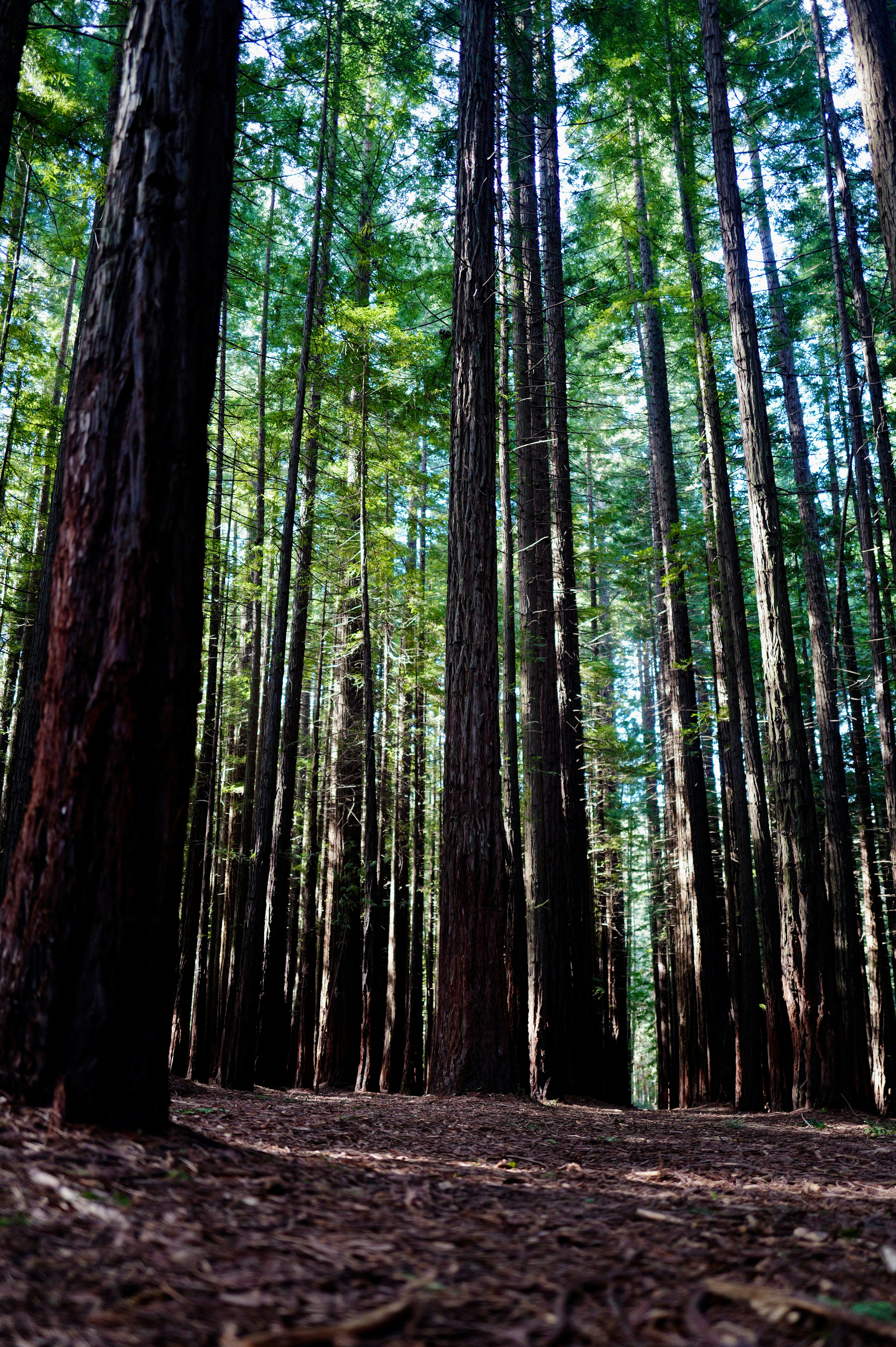 Forest Cathedral: Sunlight Filtering Through Trunk Columns
