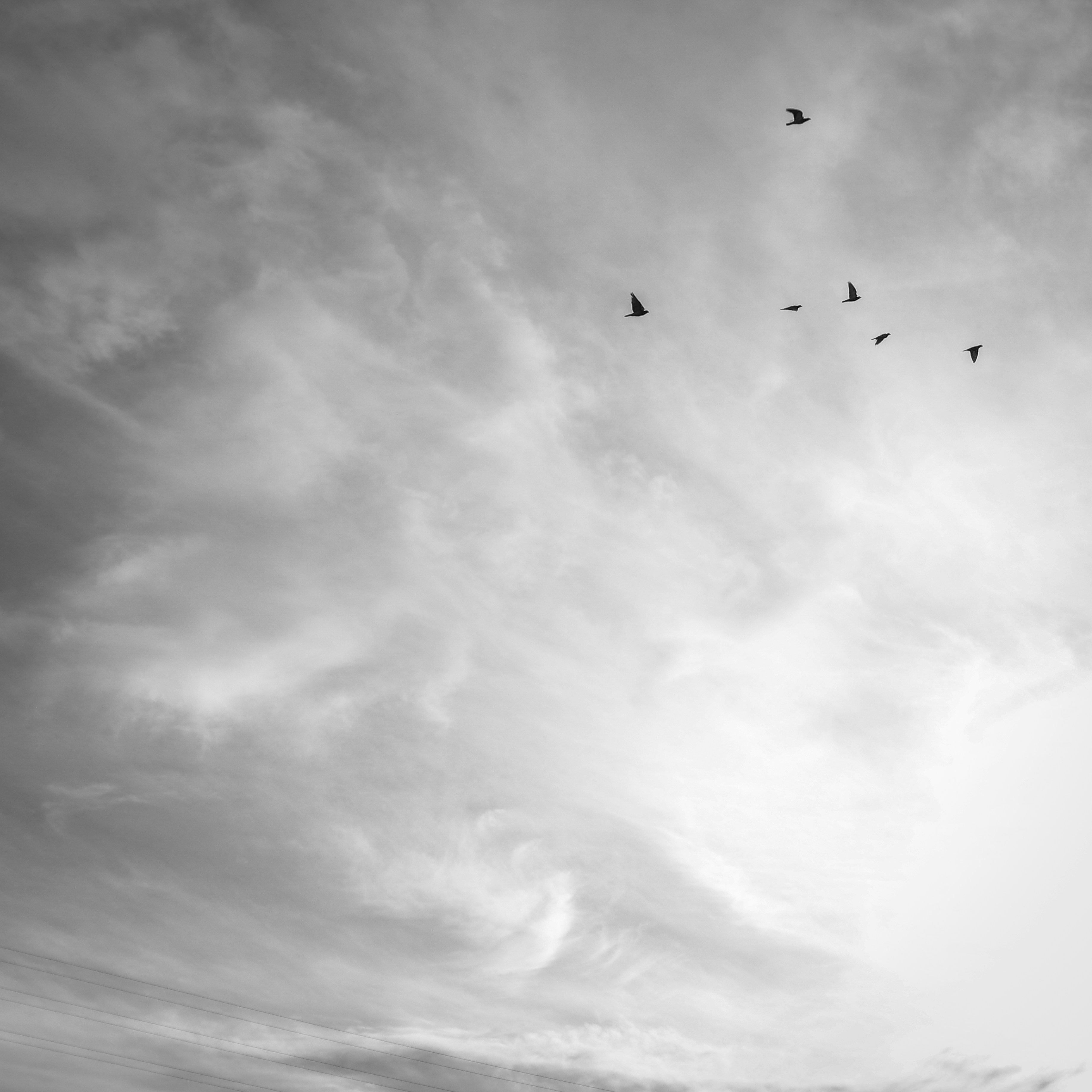 V formation over a pale prairie of clouds