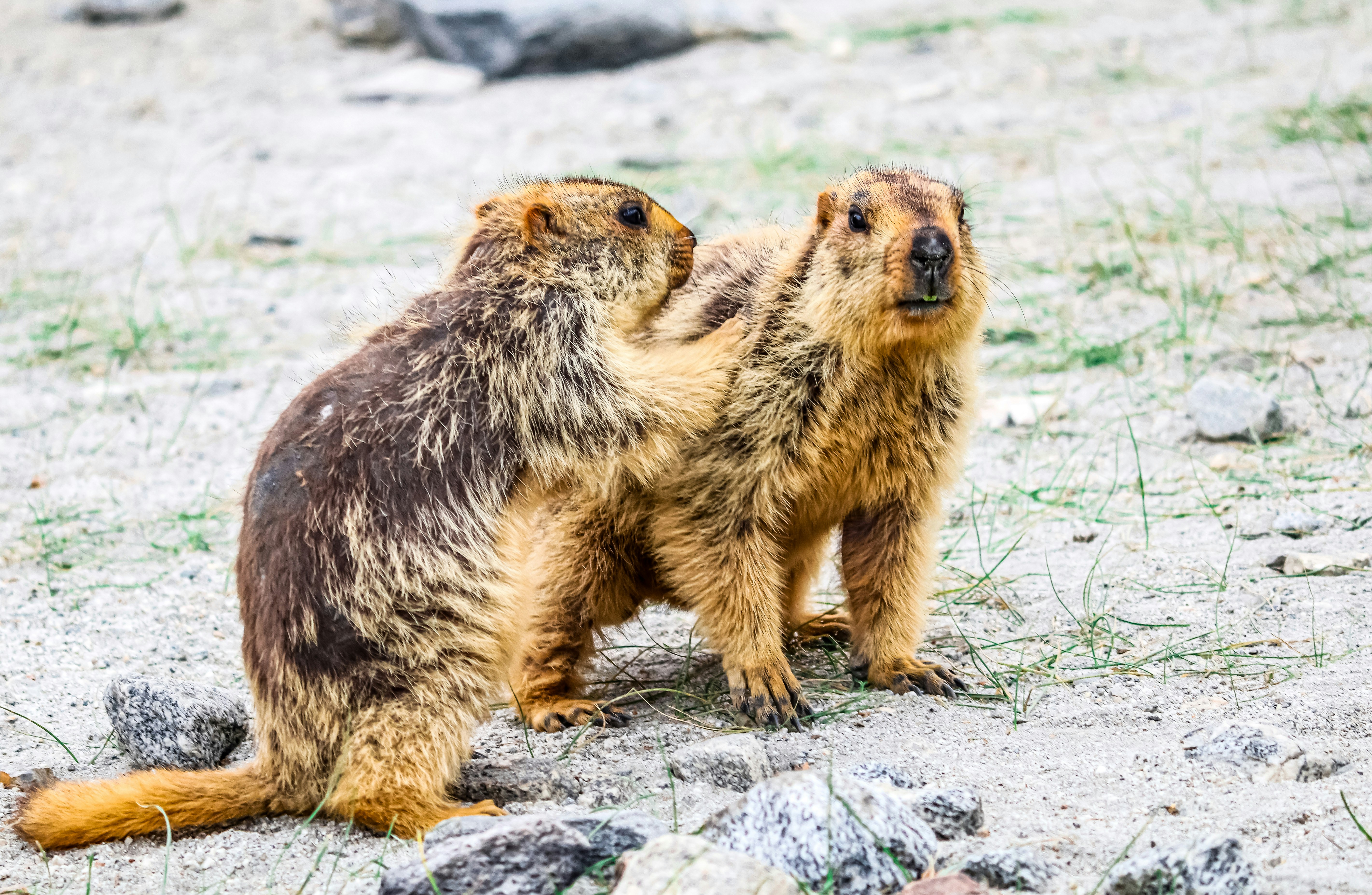 Duo on Alert: Curious Prairie Dogs on Pebble Plain