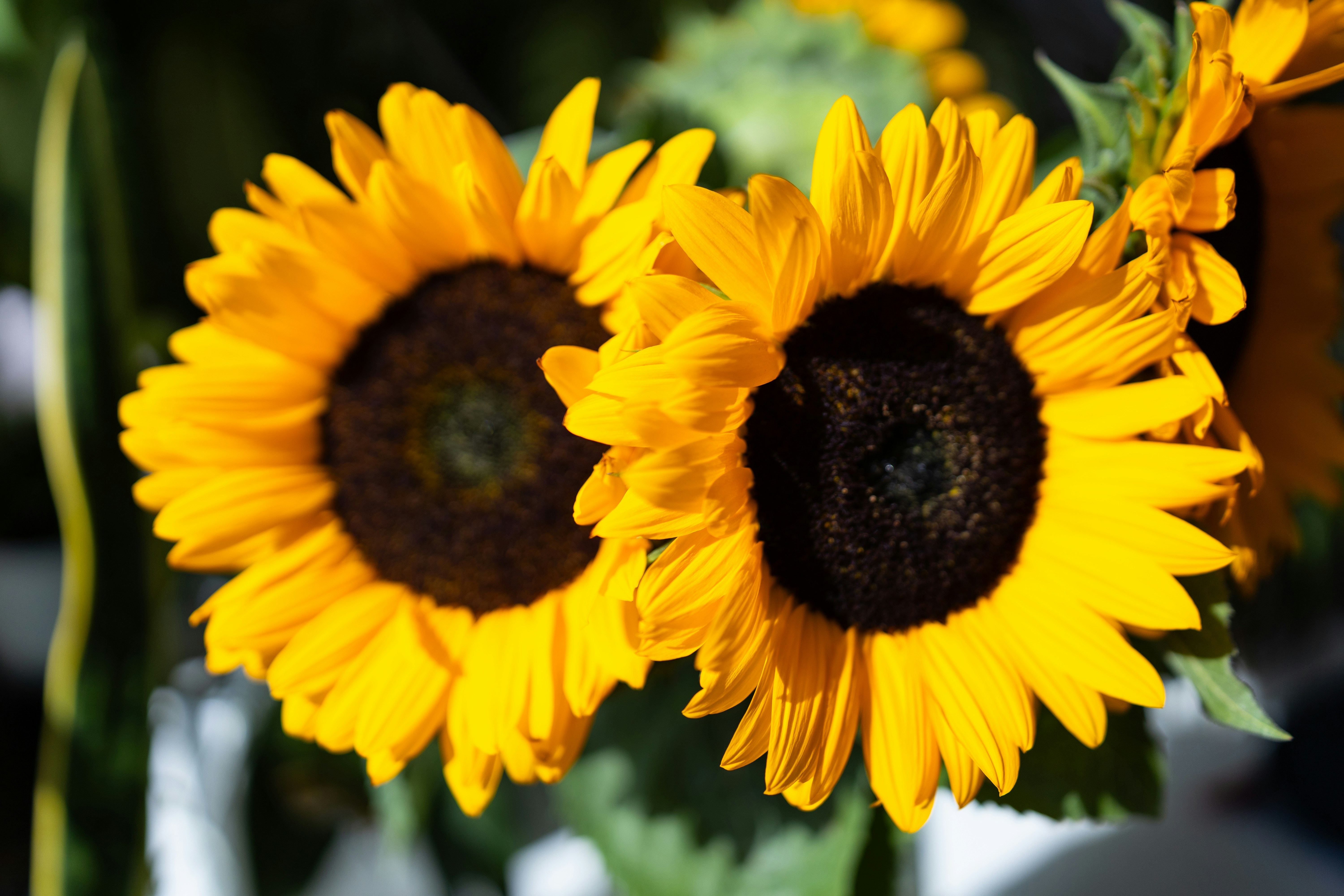 Two Sunlit Sunflowers: A Bold Pair in Focused Bloom