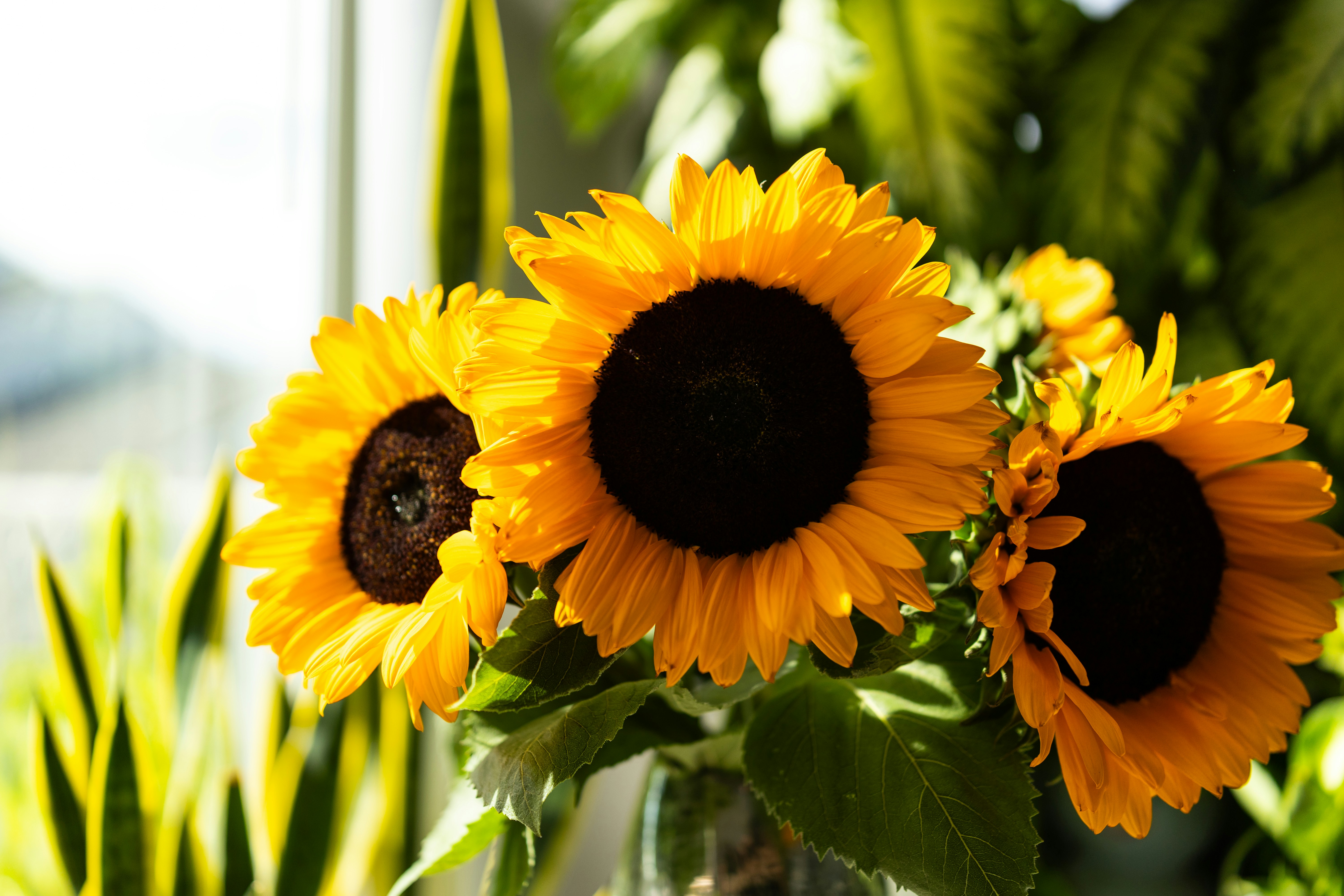 Sunlit Sunflowers on a Window Sill