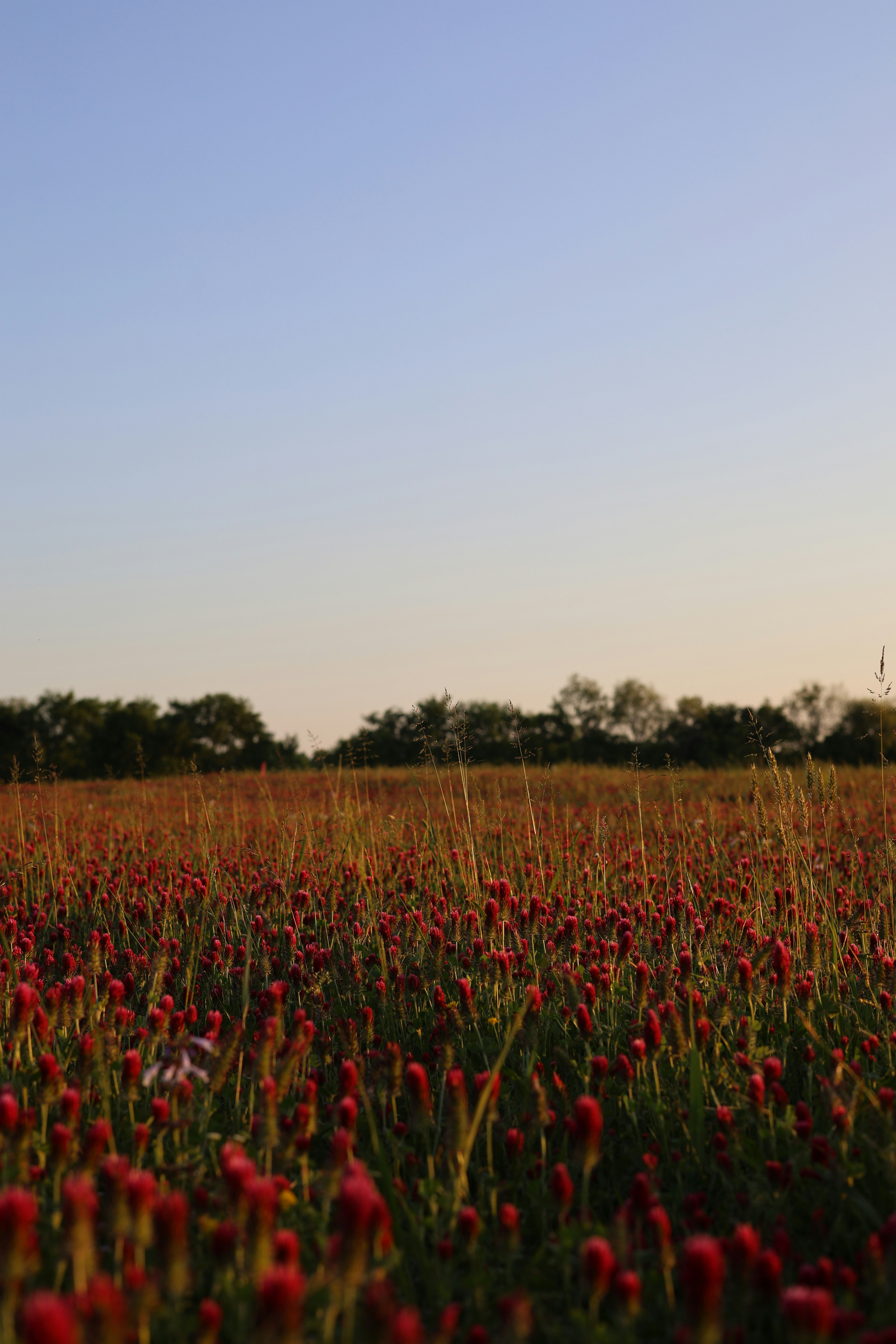 Crimson Wildflowers at Dusk over a Quiet Horizon