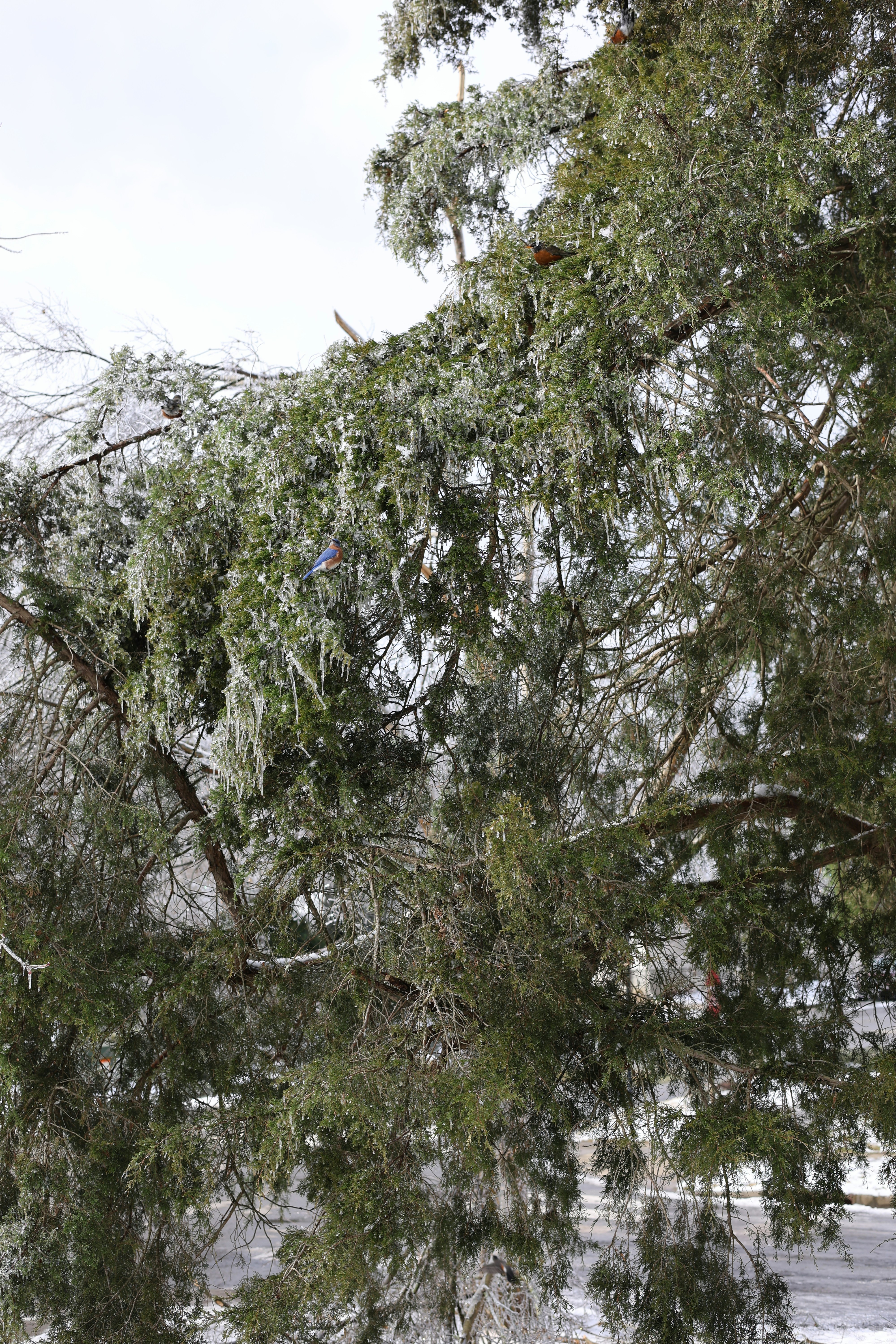 Ice-Kissed Cedar Canopy in Quiet Winter Light