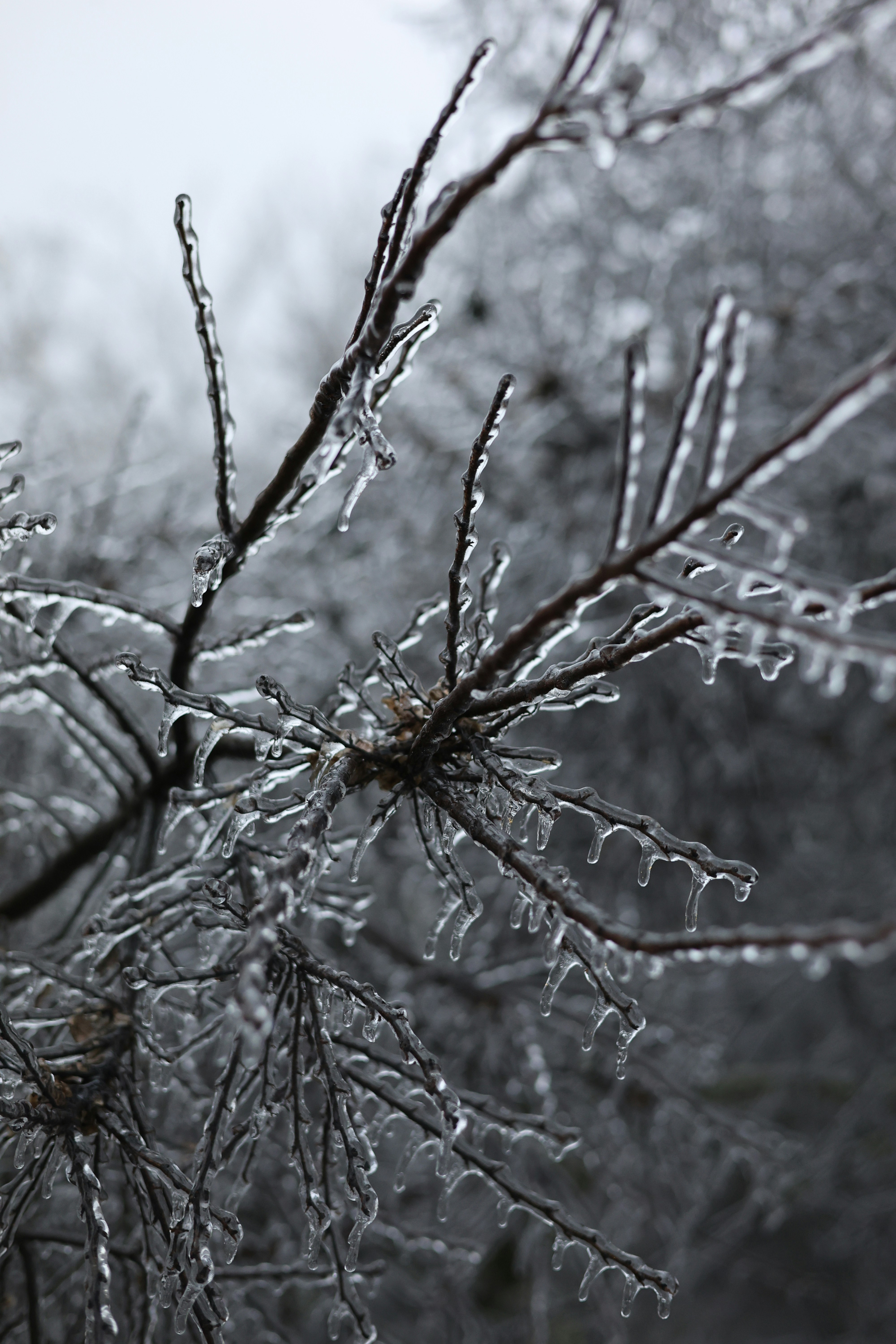 Icy Tendrils: A Winter Branch in Motion