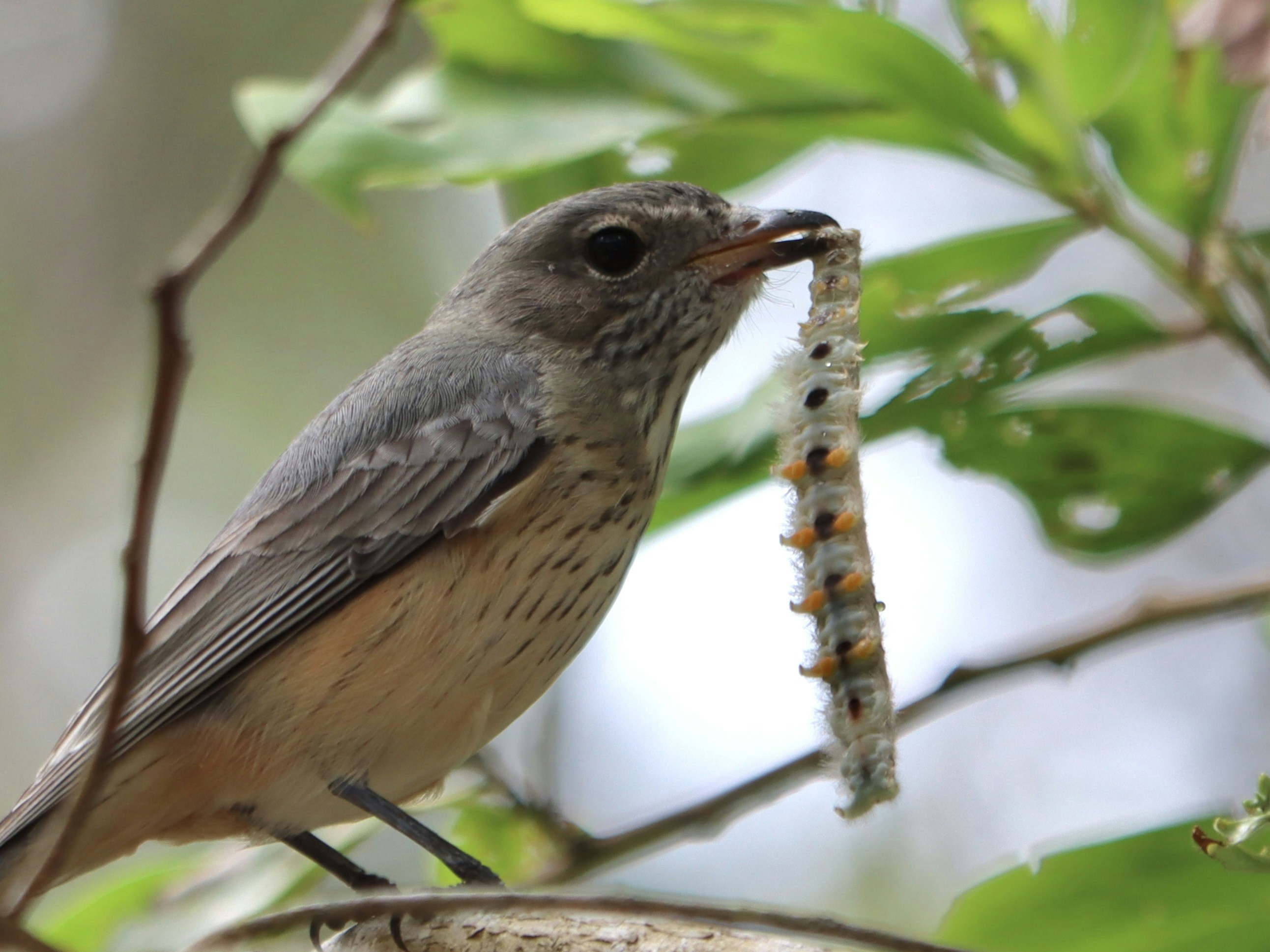 Tiny Bird, Tender Feeder: A Moment of Snack on a Sunlit Twig