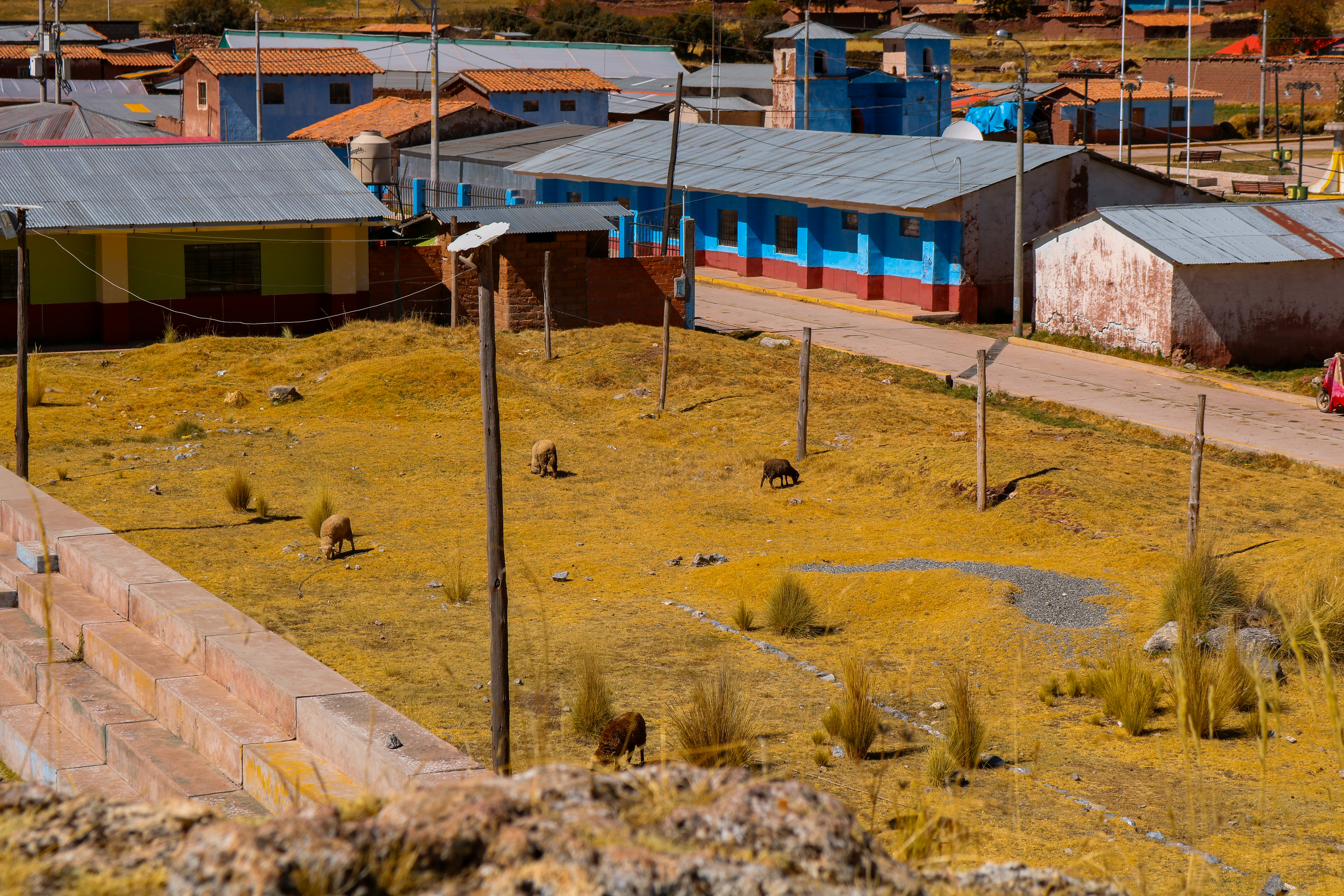 Pastoral Patchwork: Cattle and Colorful Map-Fronted Dwellings