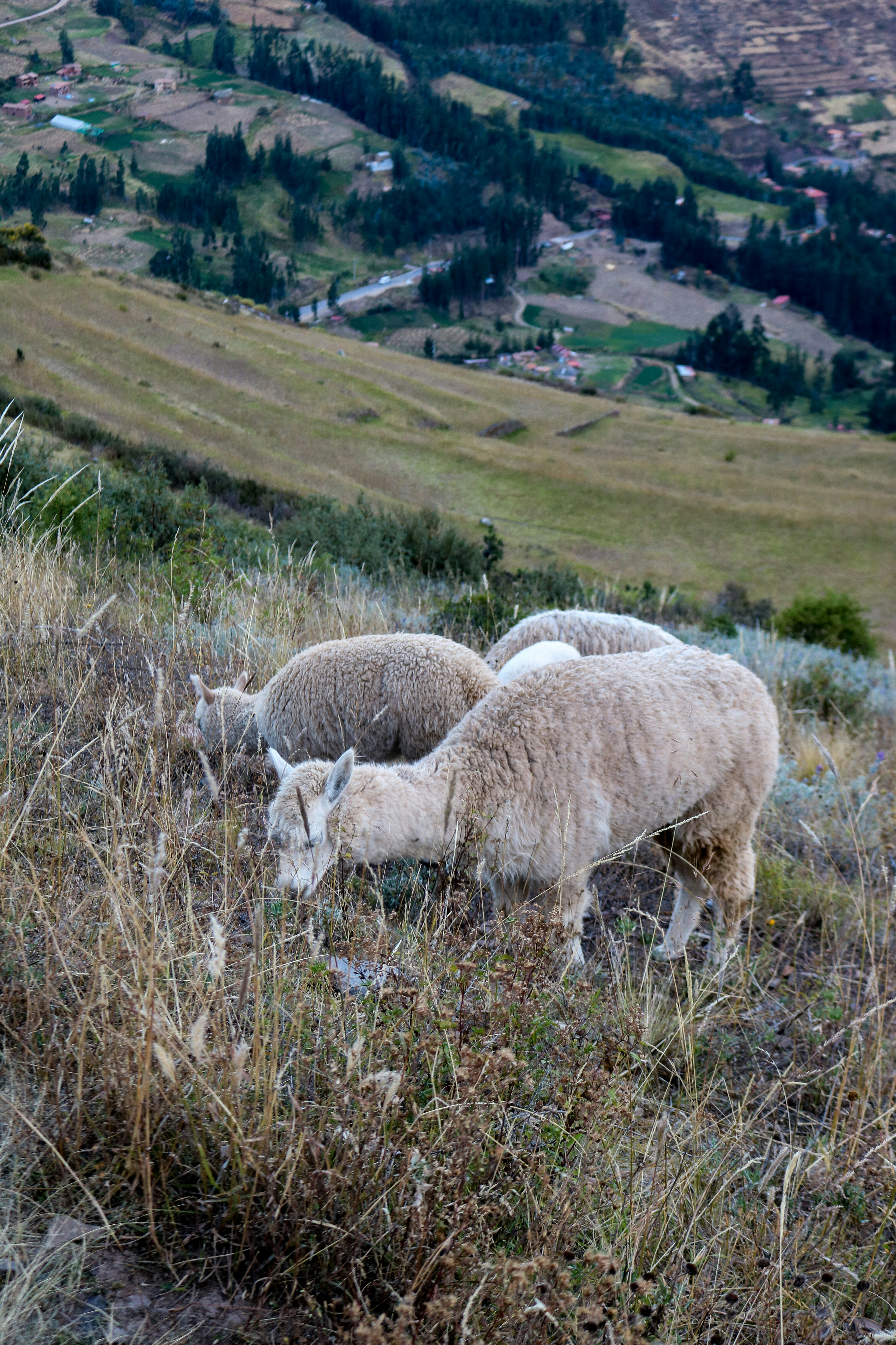 Pasture Palms: A Trio of Alpacas Grazing on a Mountain Slope