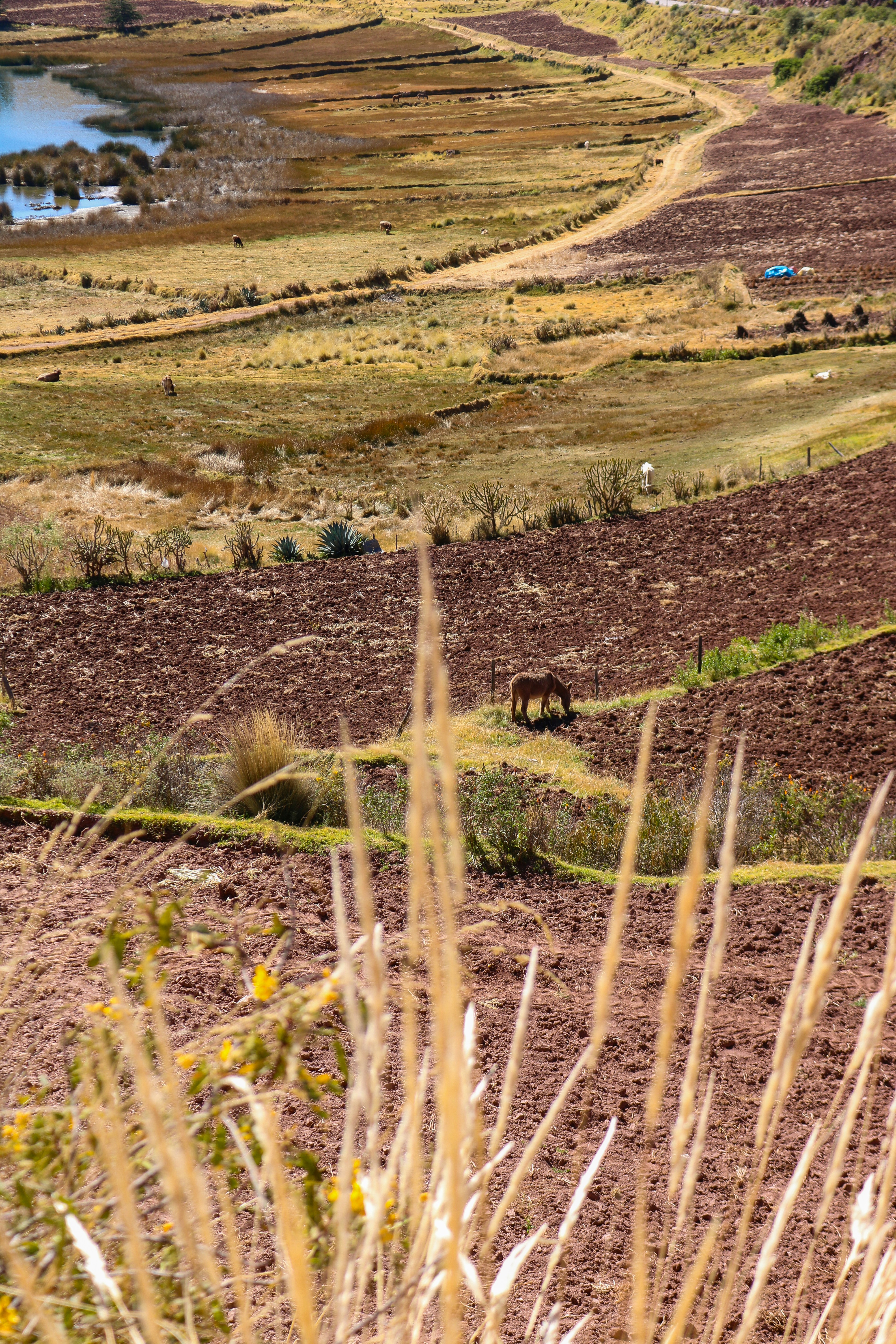 A donkey grazing in a terraced field near a lake in the Andes