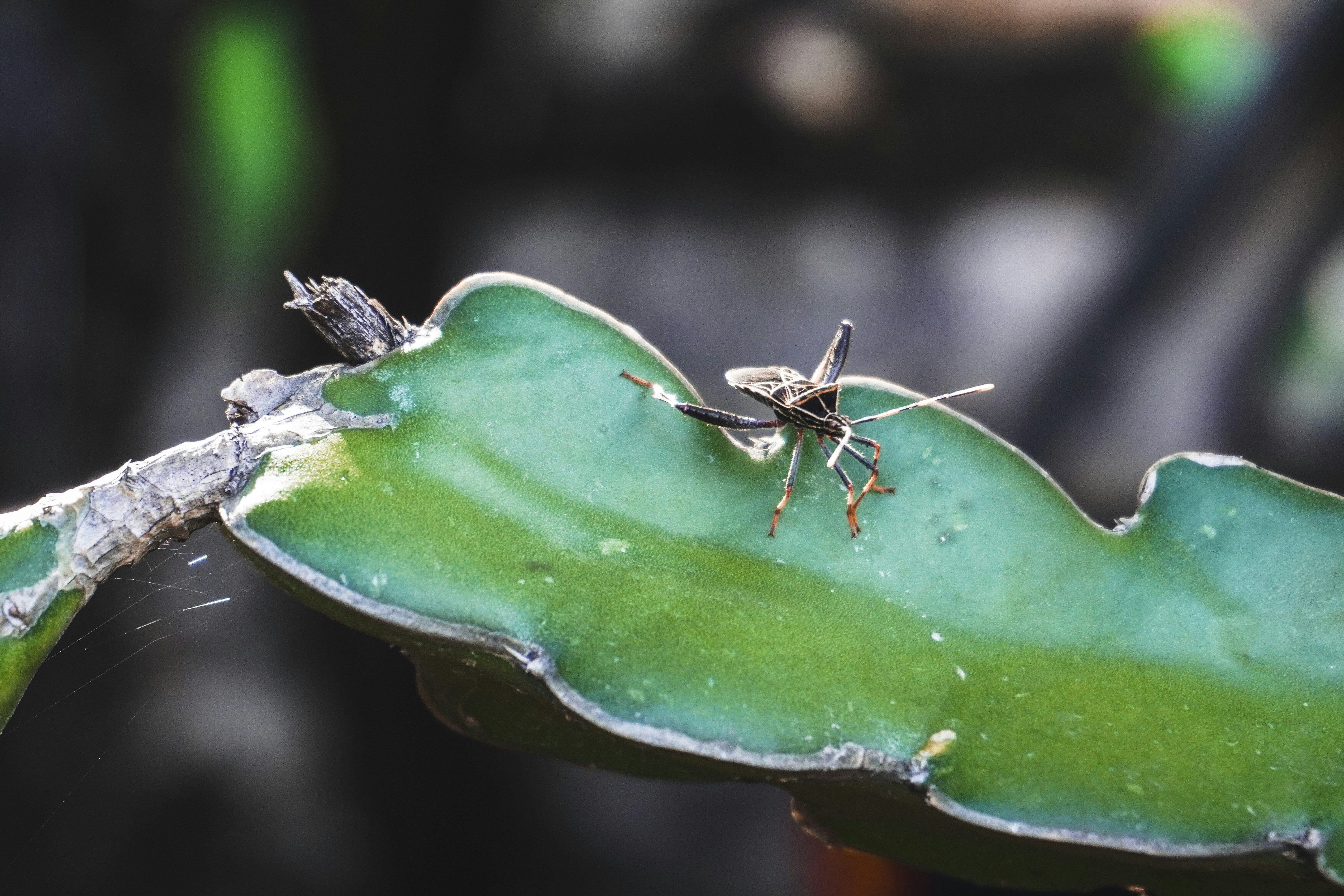 Tiny Critter, Bold Moment: A Hovering Insect on a Green Leaf