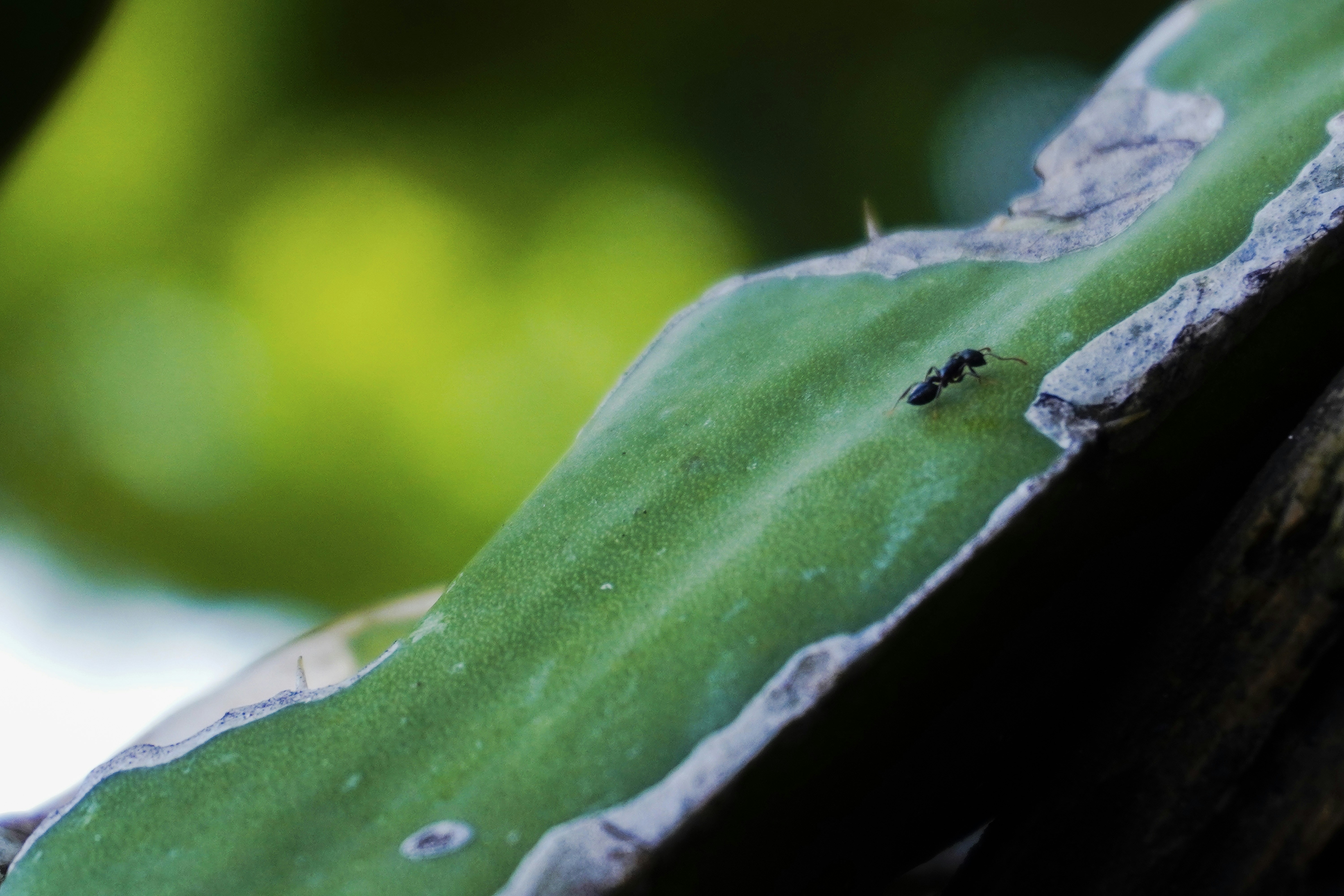Close-Up of a Green Cactus Pad with a Tiny Insect Crossing the Edge