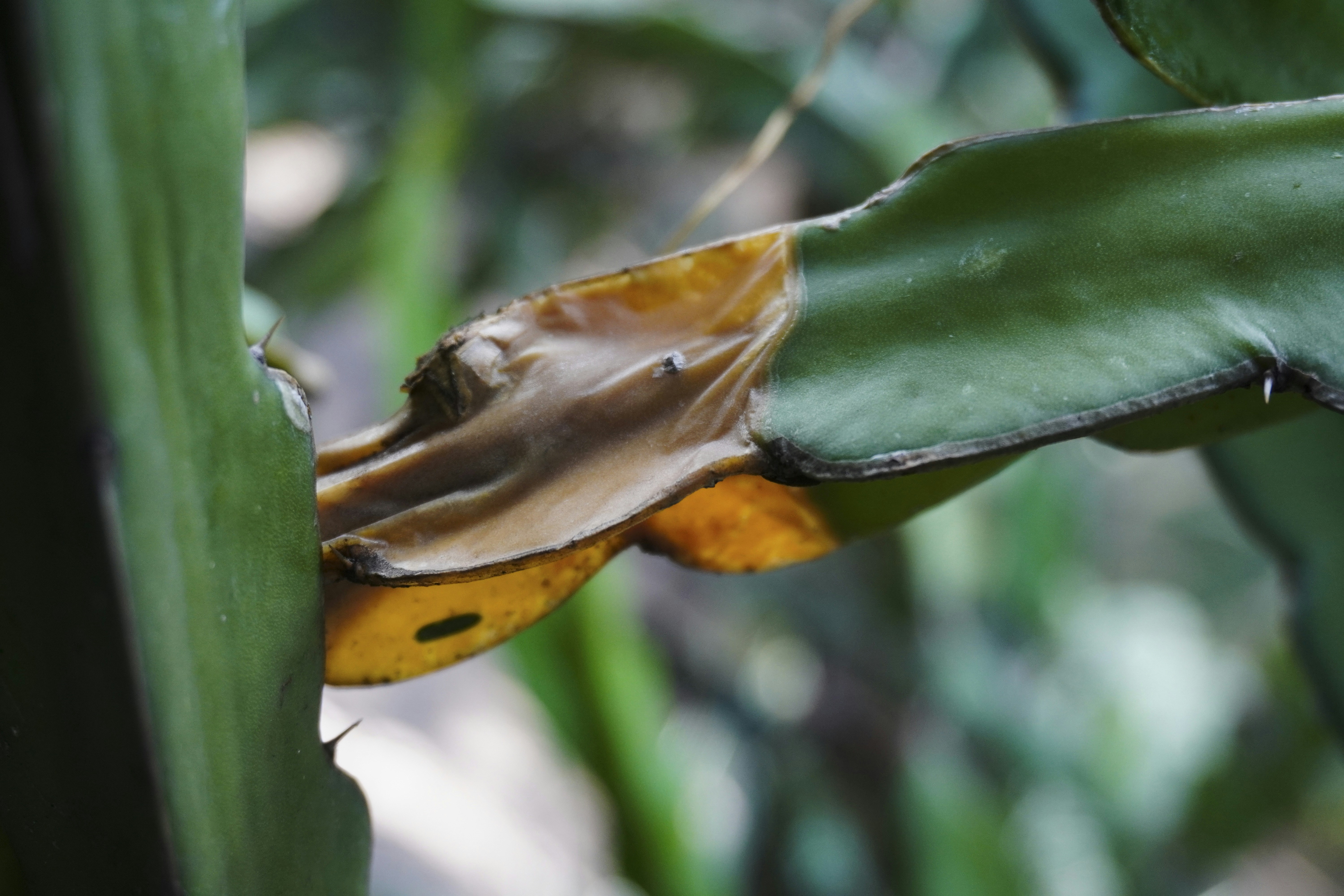 Damaged Leaf Edge Amid Green Stem Portrait