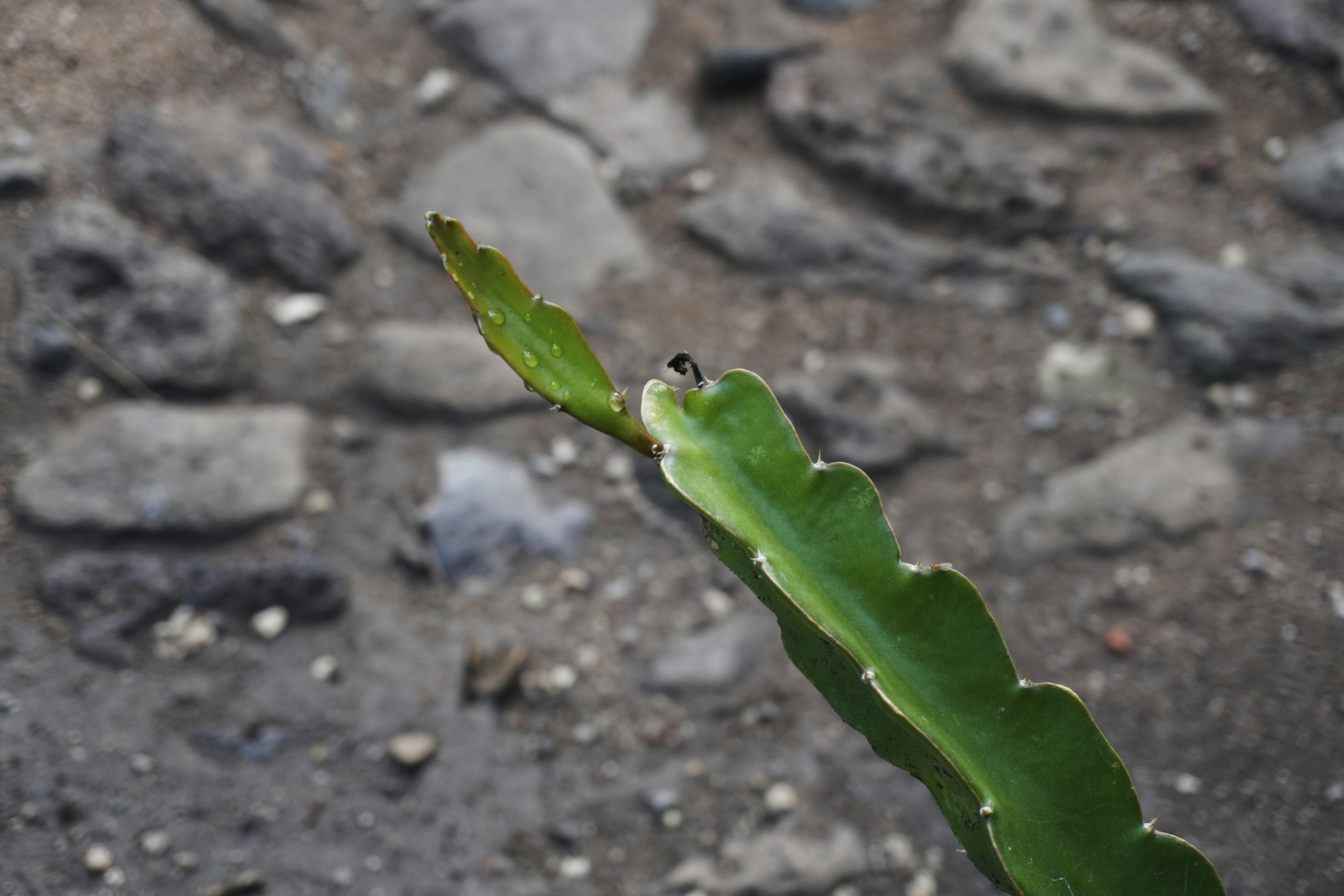 Photo by IDFRI Mx with Sony ZV-E10