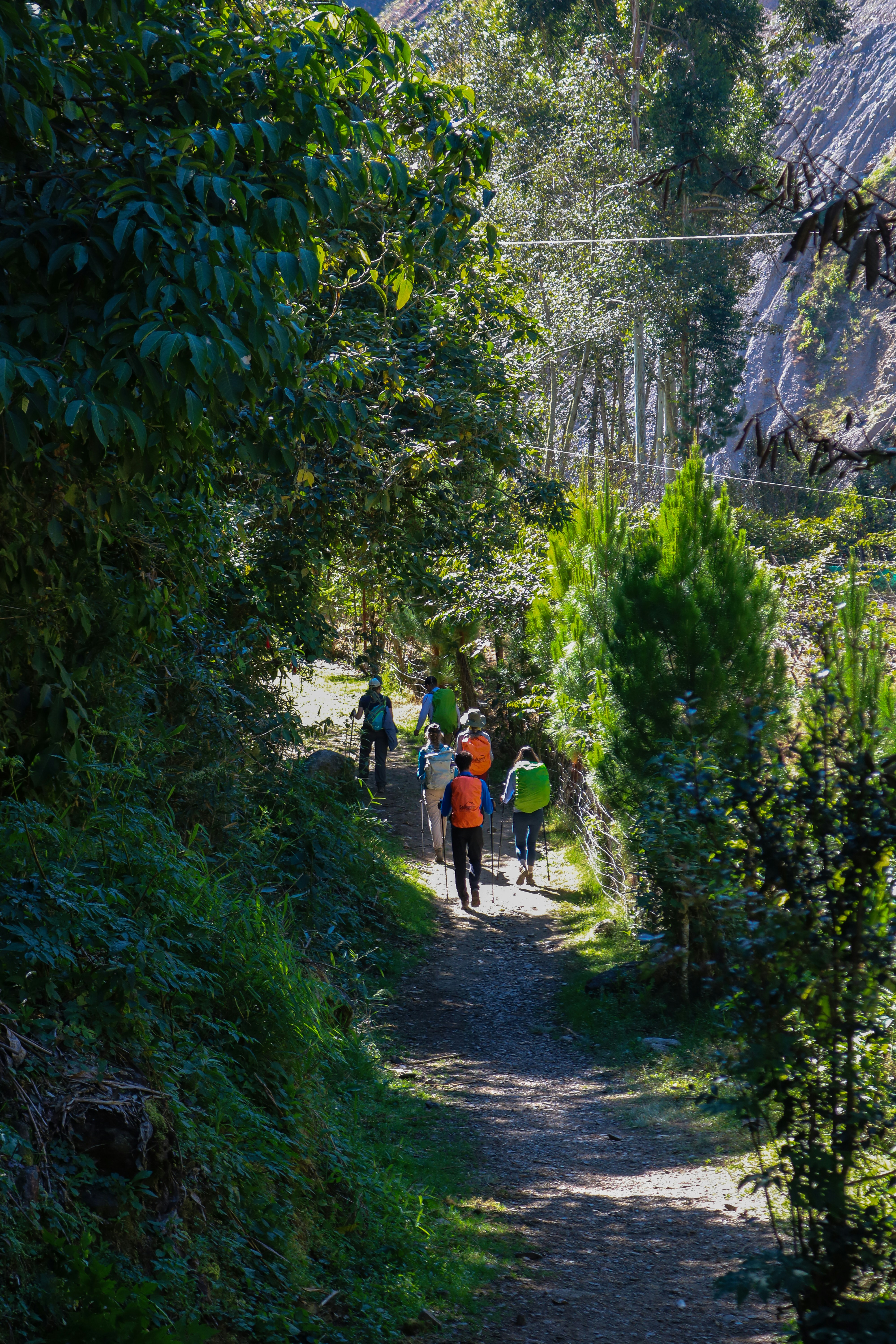 Hikers Navigating a Dappled Forest Path