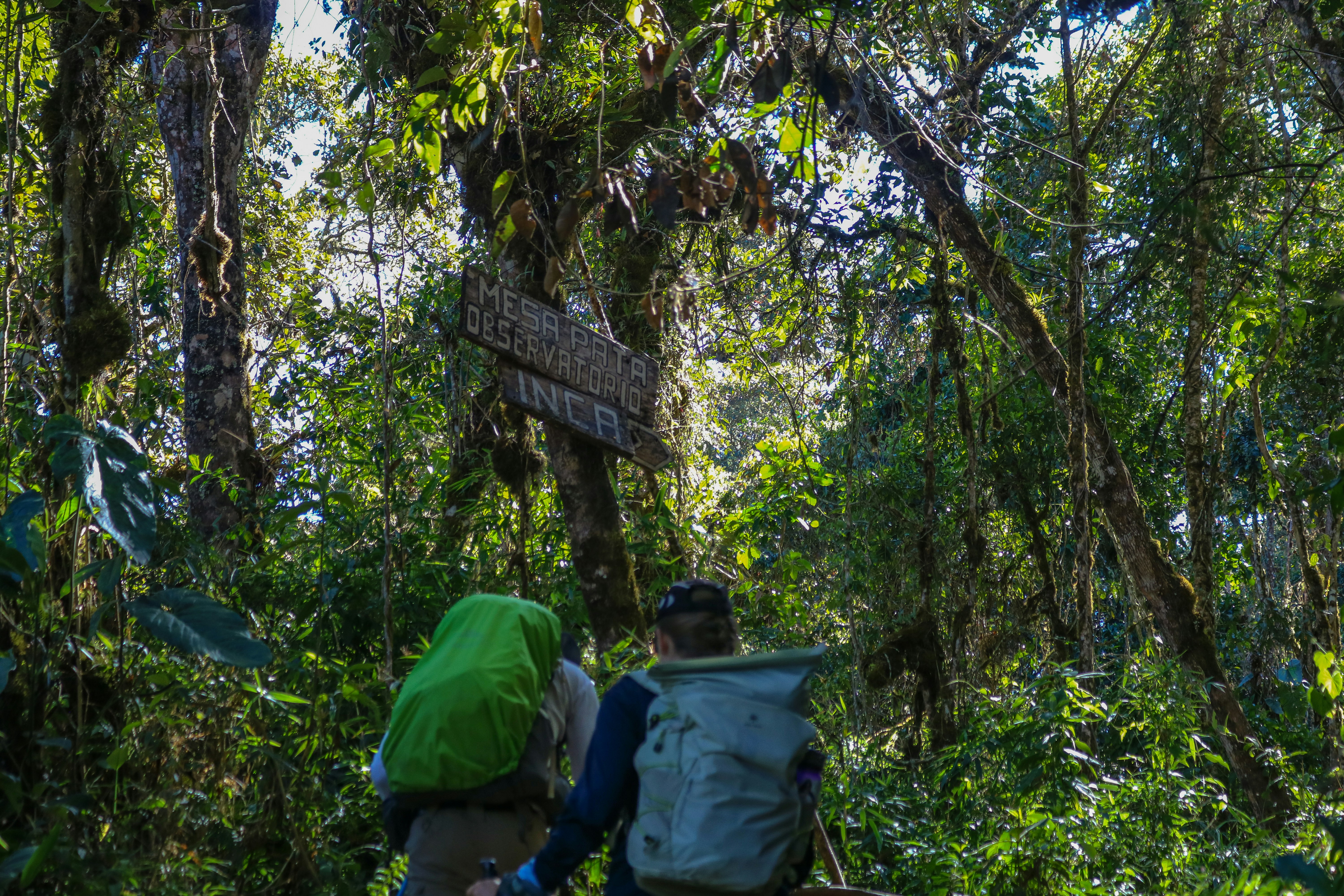 Trailbound: Two hikers navigate a sunlit jungle path past a mossy sign