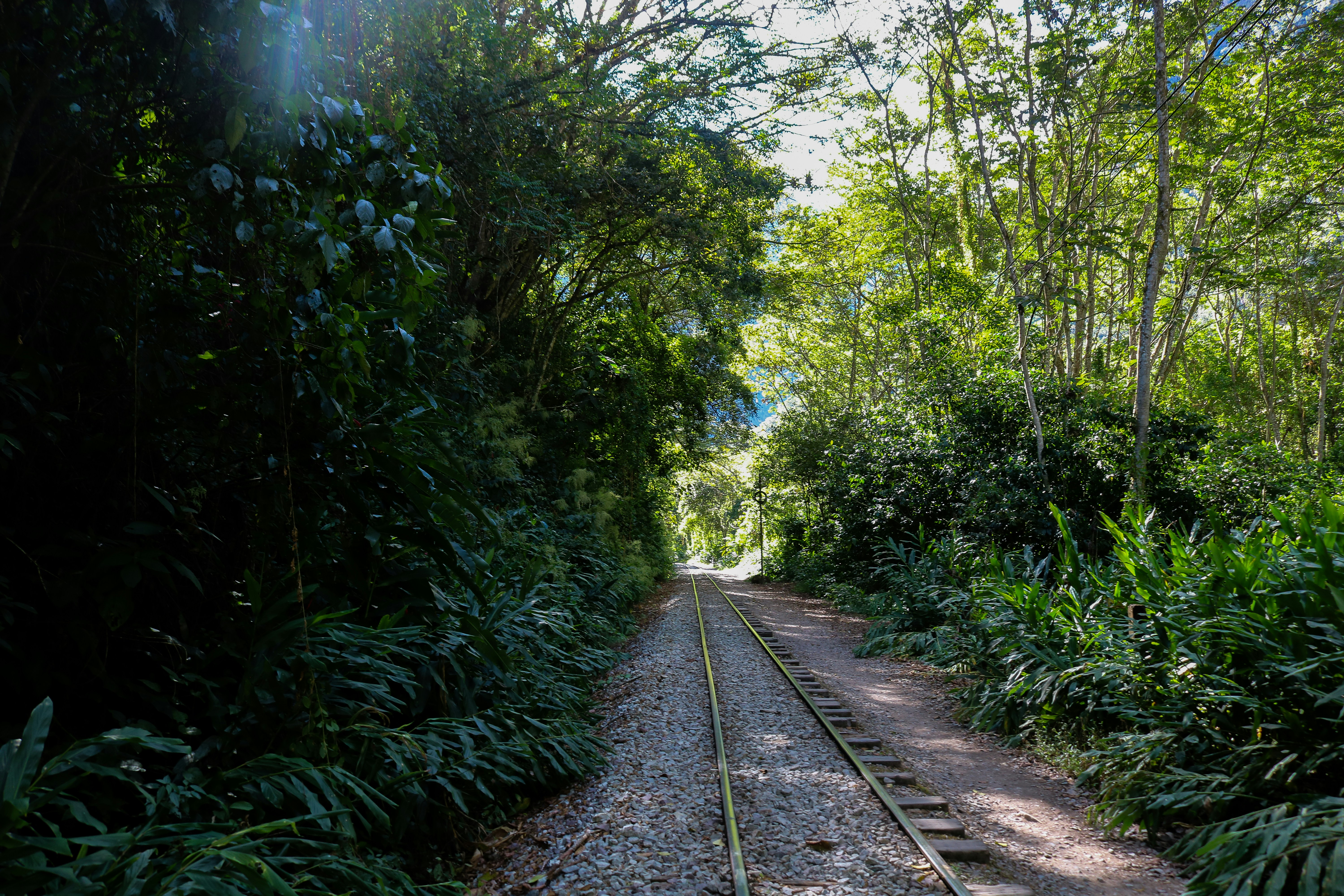 Sunlit railway tracks run through a dense, green corridor with foliage framing both sides and a bright opening ahead. The scene emphasizes depth and a tranquil, nature-drenched path.