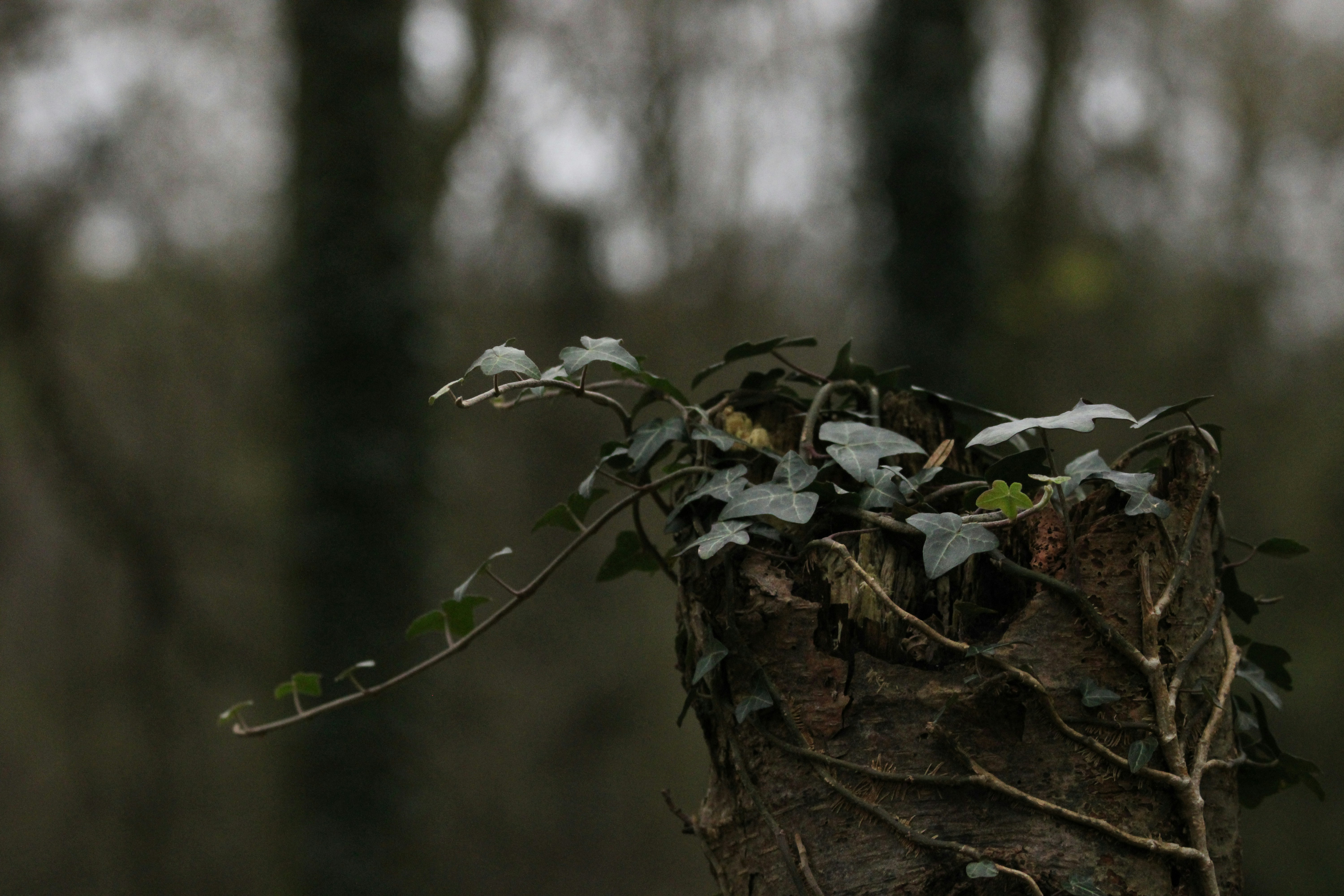 Vine-Clad Stump Reaching for Light in a Quiet Forest