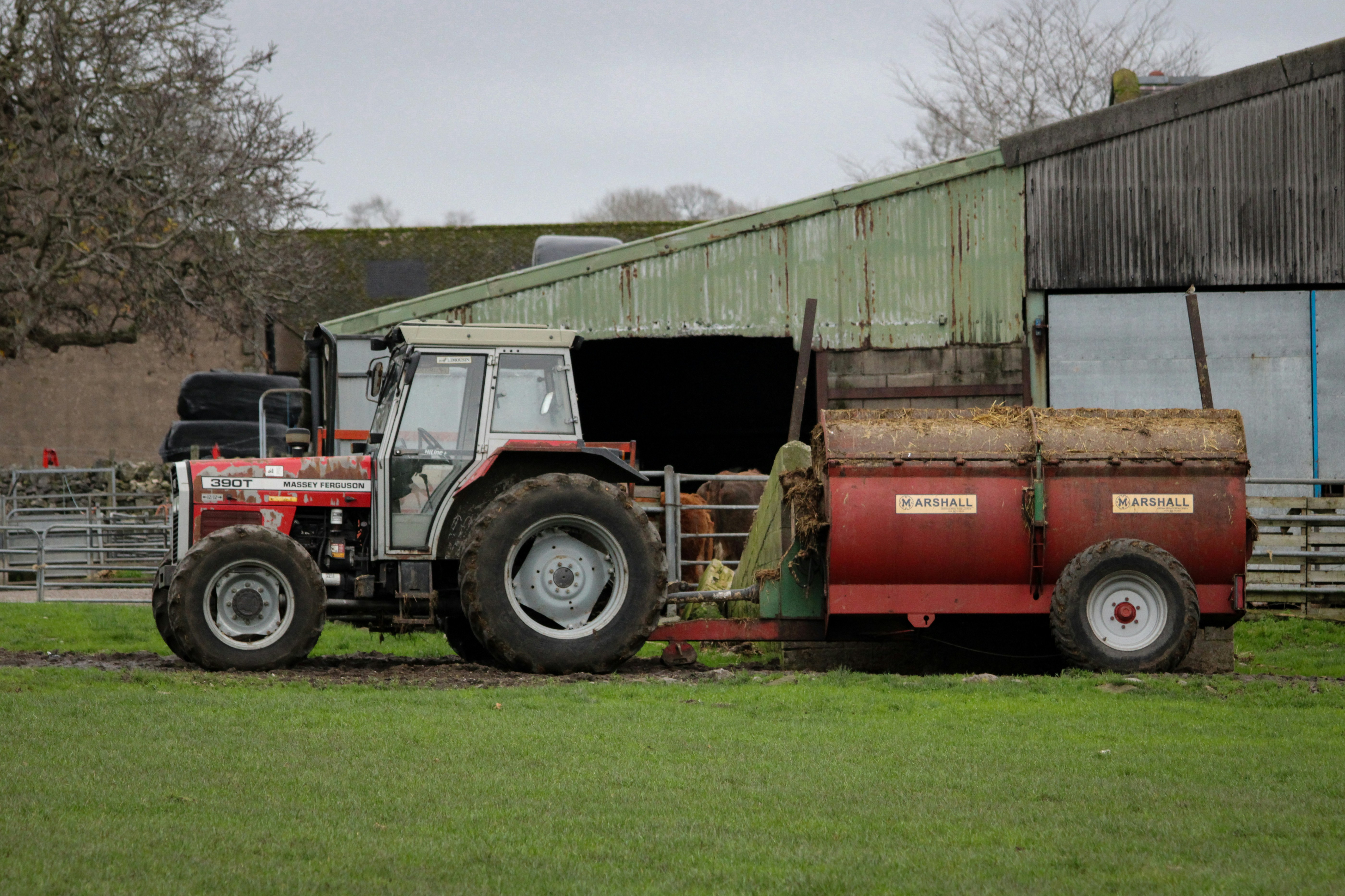 Red Tractor in the Barnyard: A Quiet Working Morning