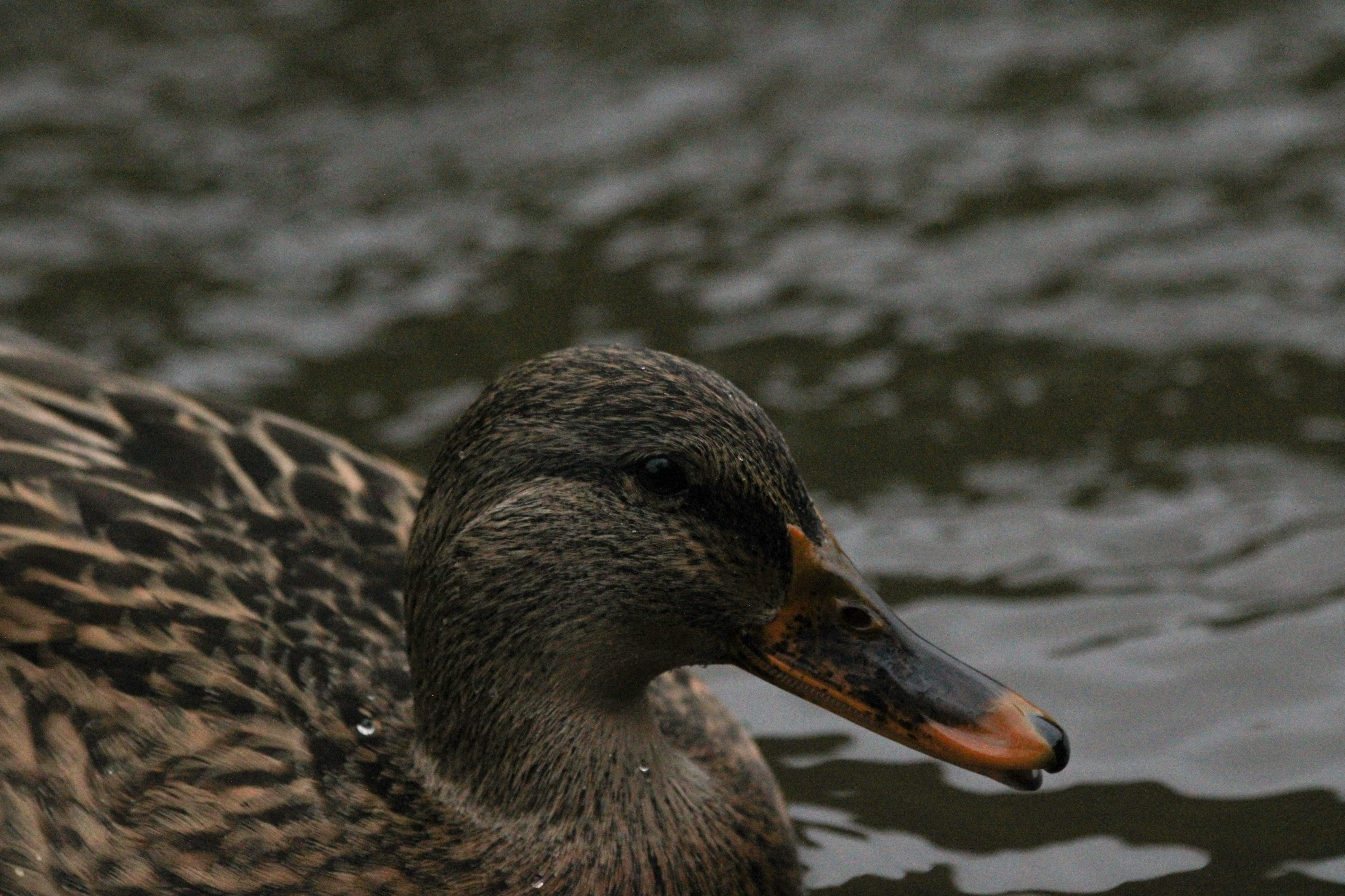 Mid-Stream Glimpse: A Mallard in Quiet Ripples