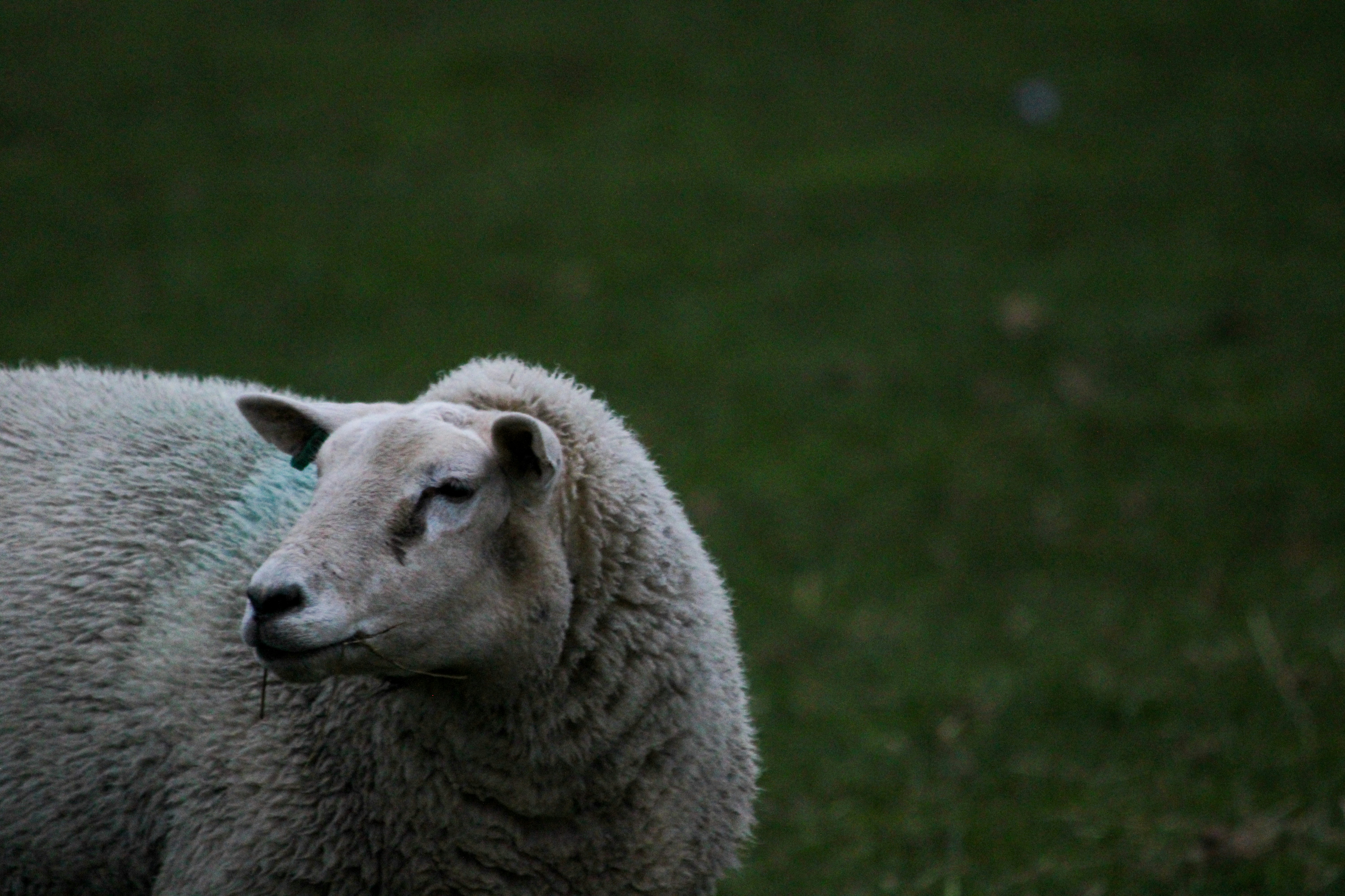 Pasture Watch: A Quiet Sheep in Dappled Evening Light