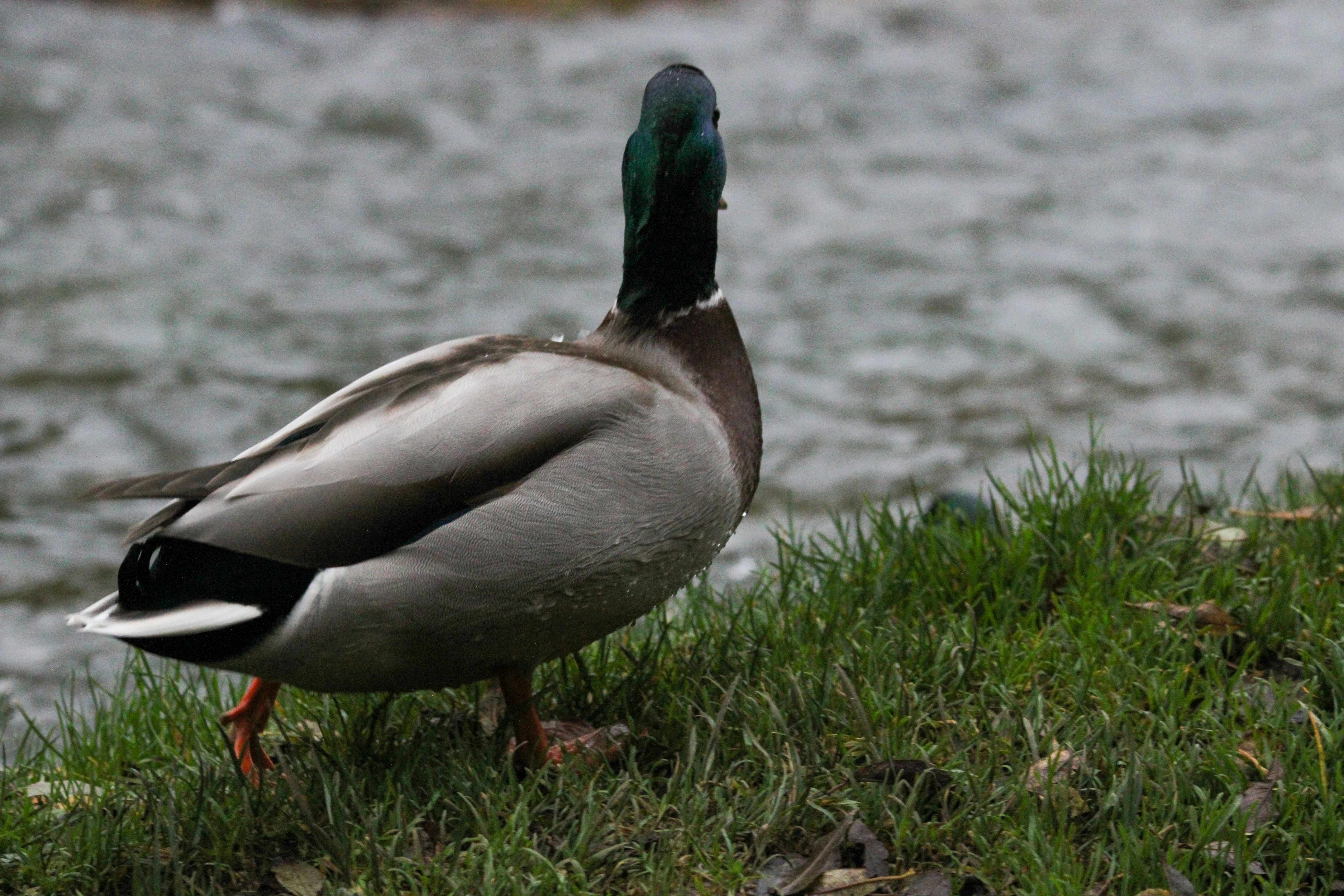 A male mallard duck walking on green grass beside a flowing river