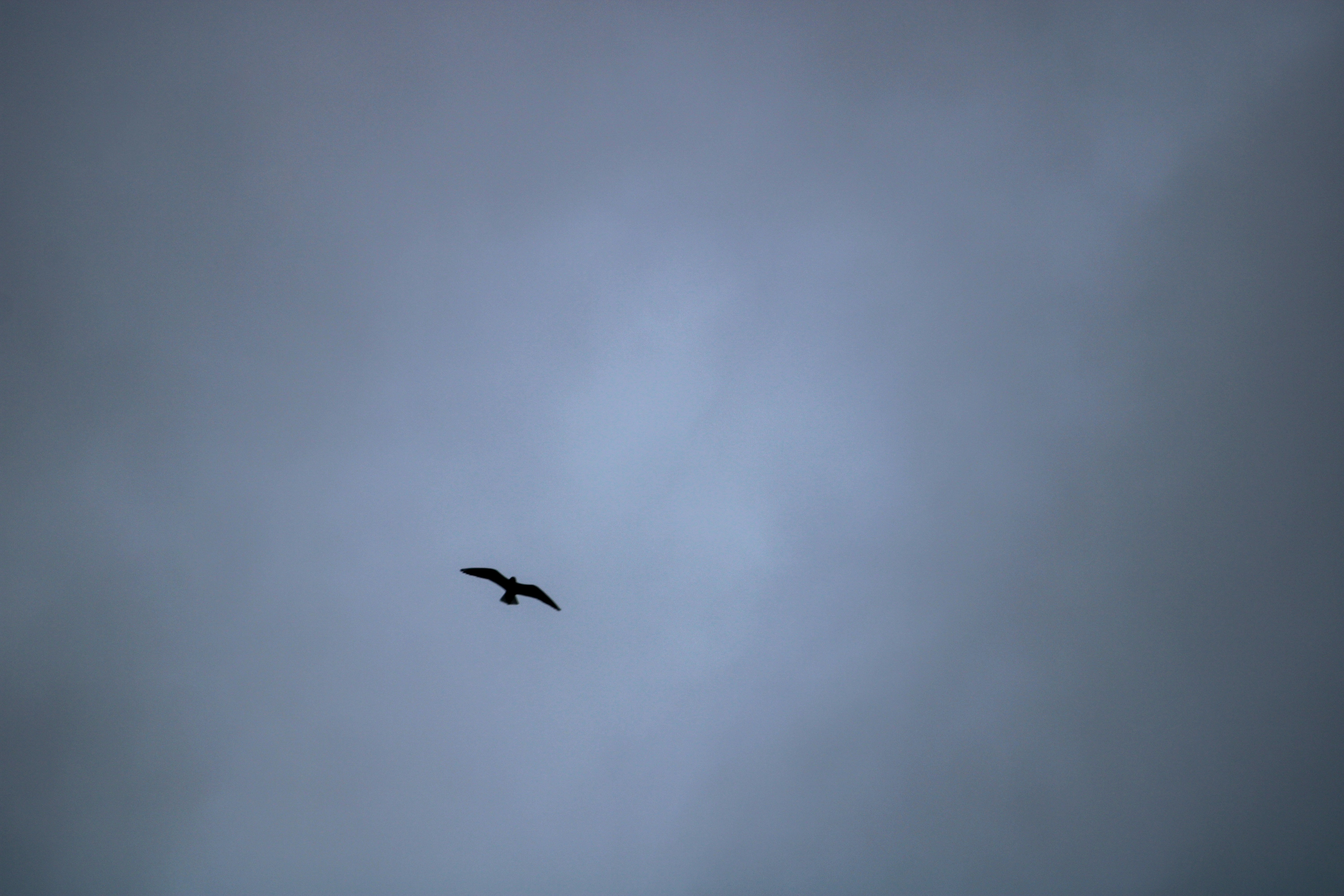 Soaring Silhouette Against a Quiet Evening Sky