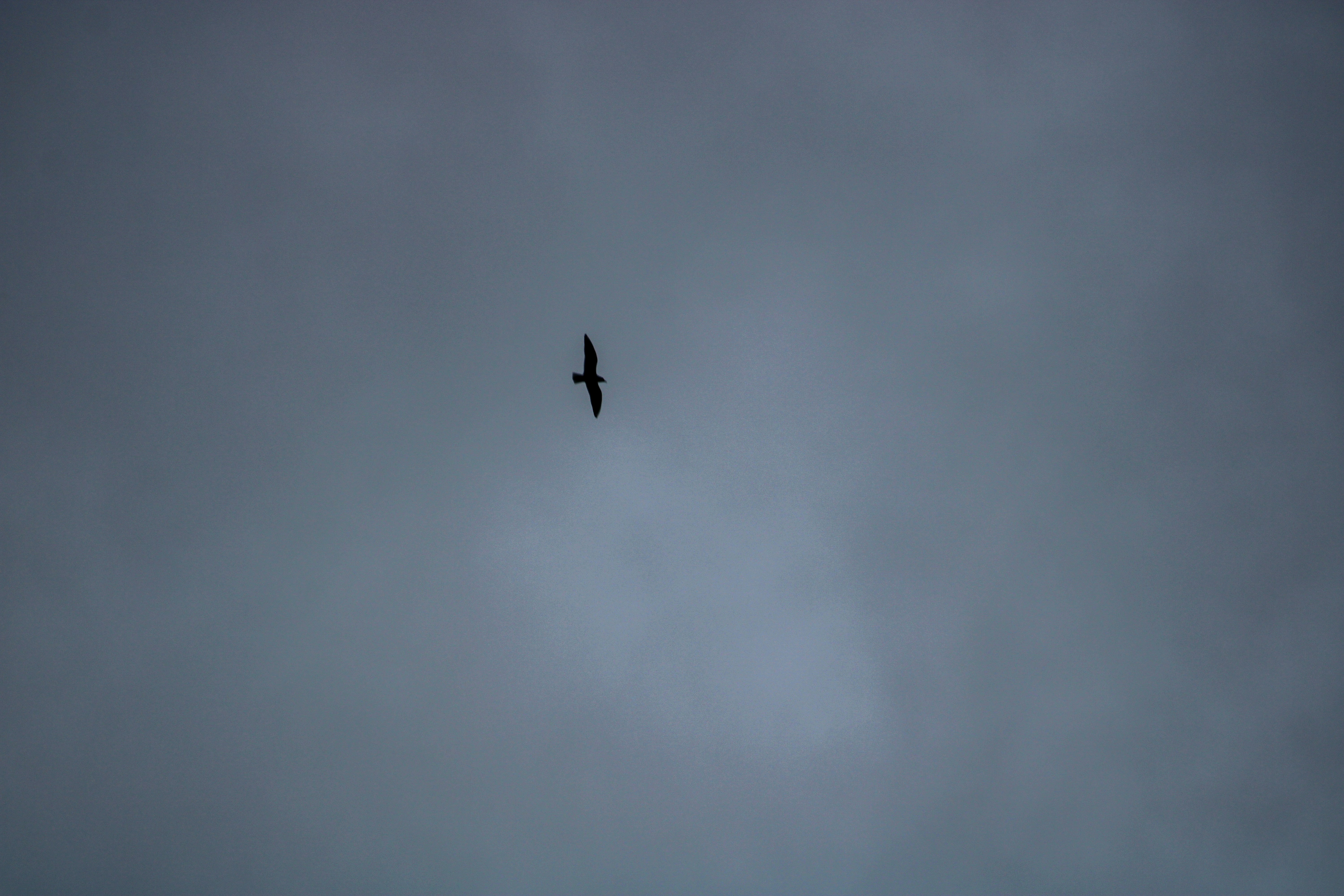 Winged Silhouette in a Quiet Sky