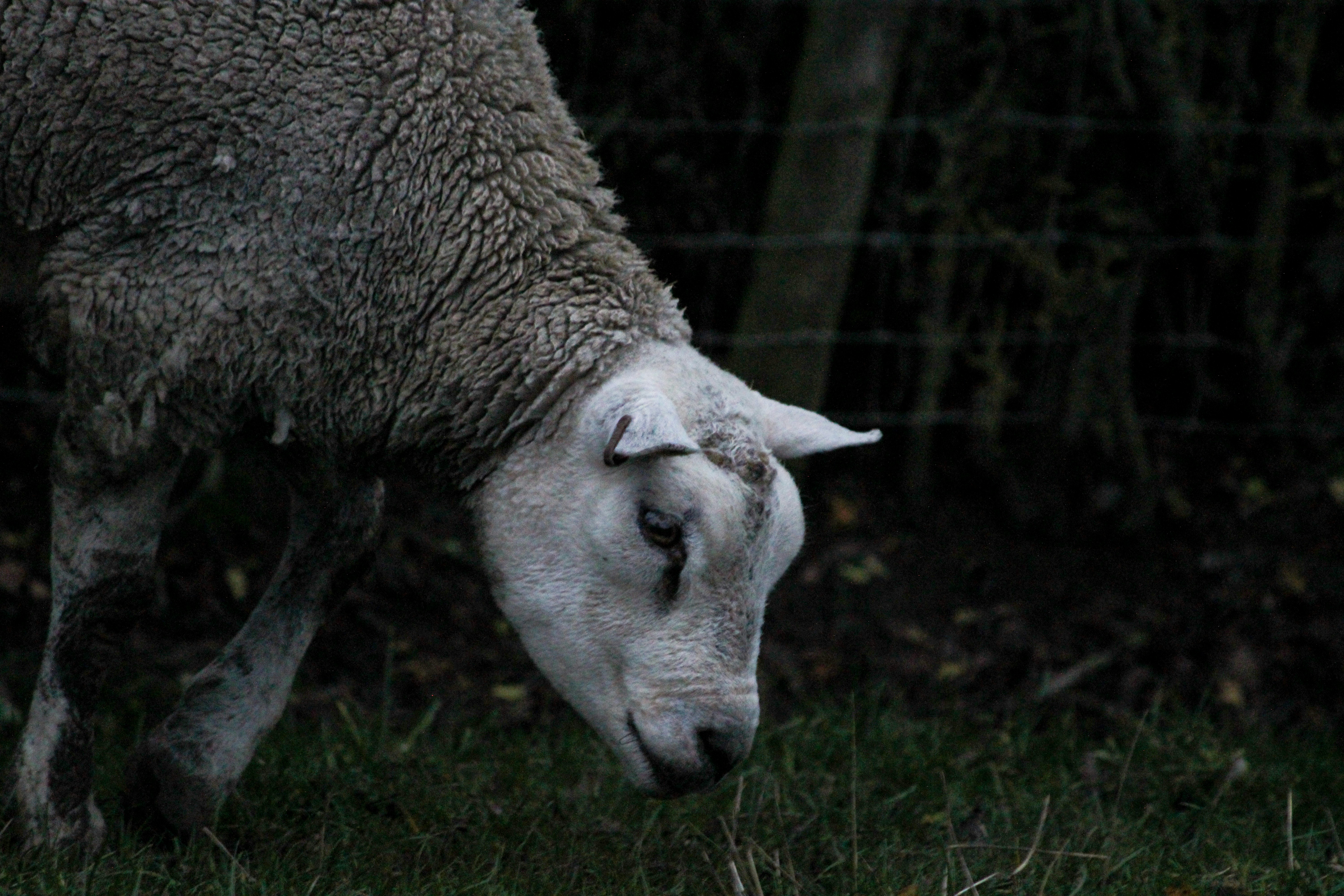 Downward Gaze: A Sheep in Quiet Pasture Strain