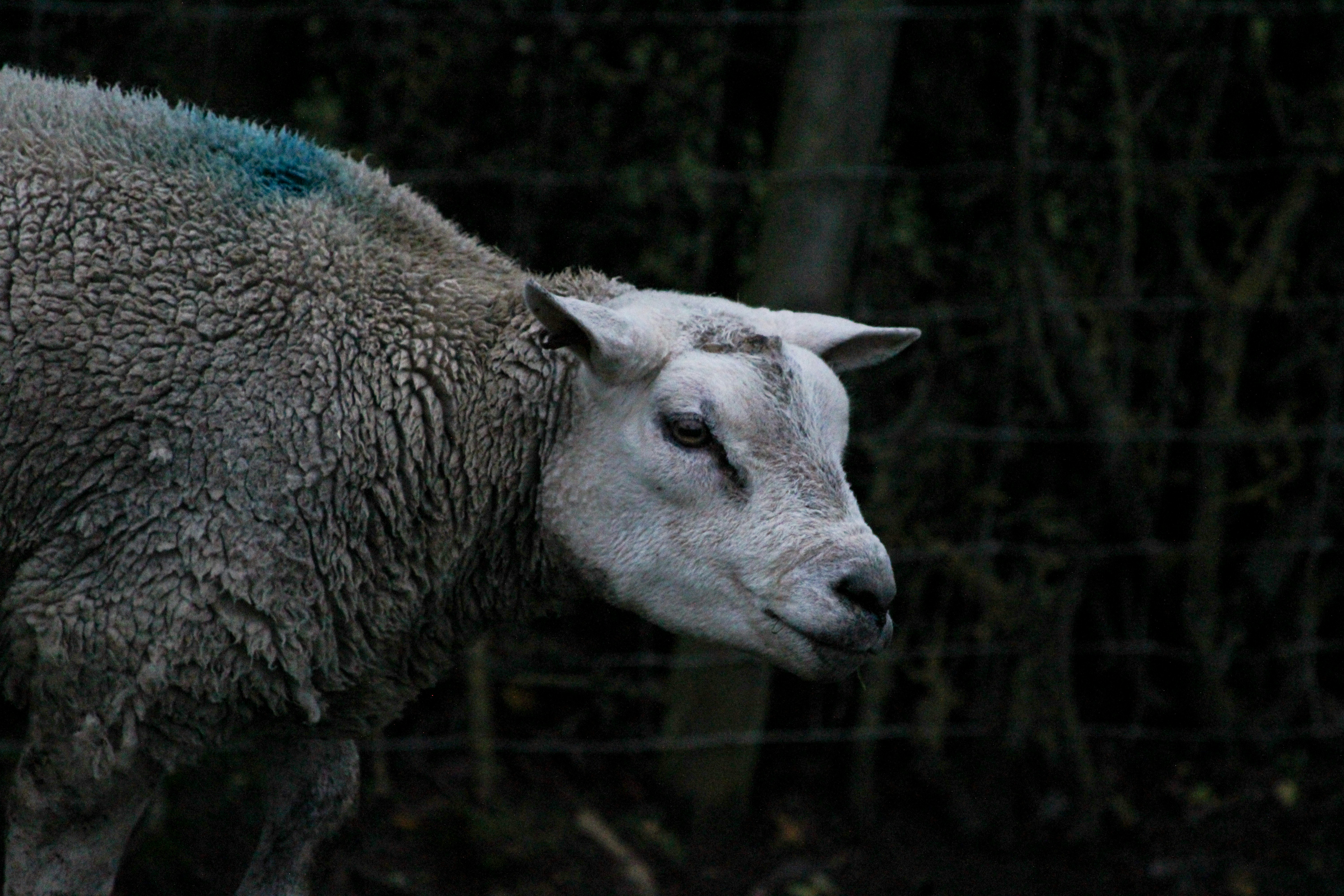A sheep standing in a shaded area with a dark, natural background, showing a calm side profile and woolly coat.