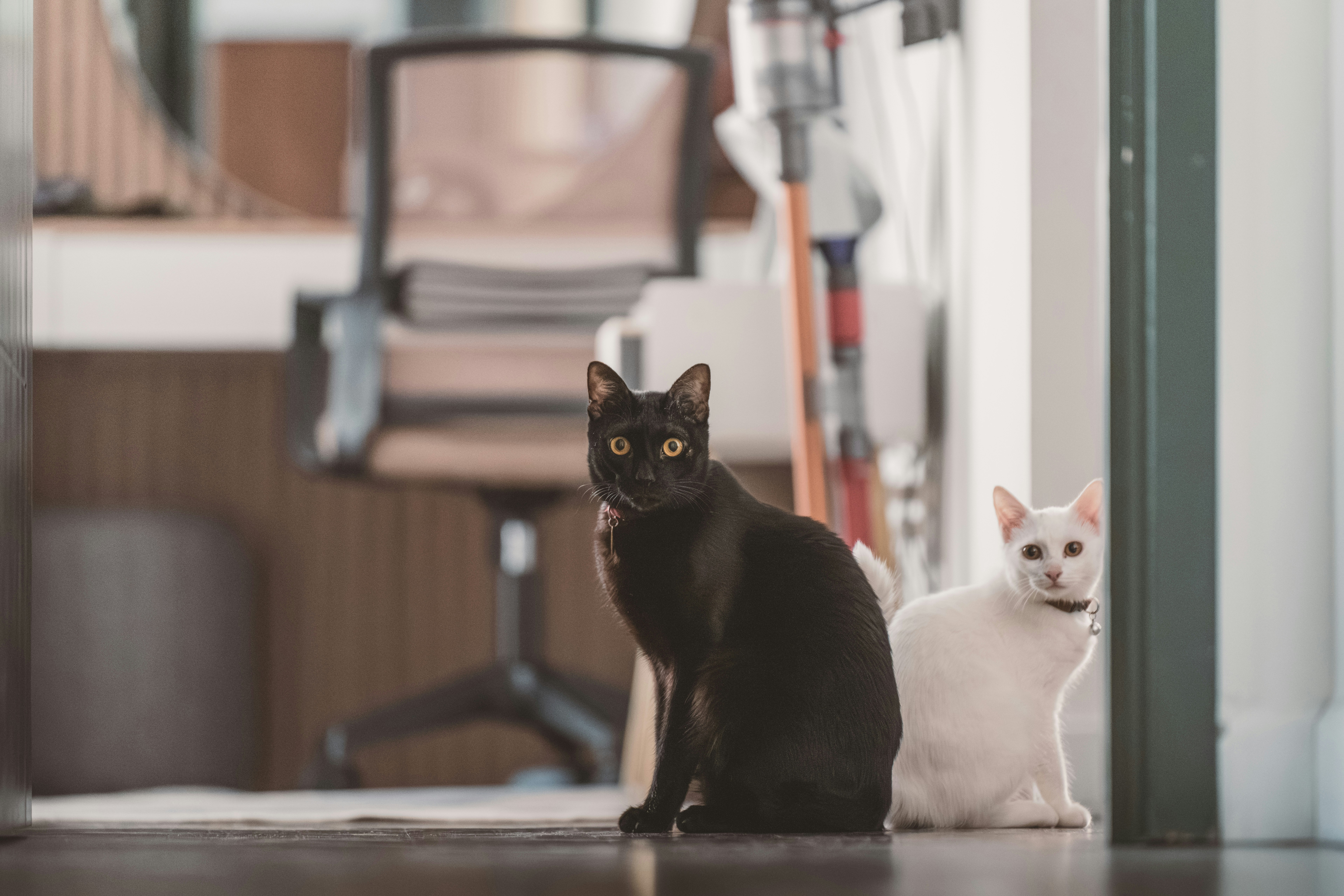 Two Paws at the Threshold: Black and White Cats in a Quiet Hallway
