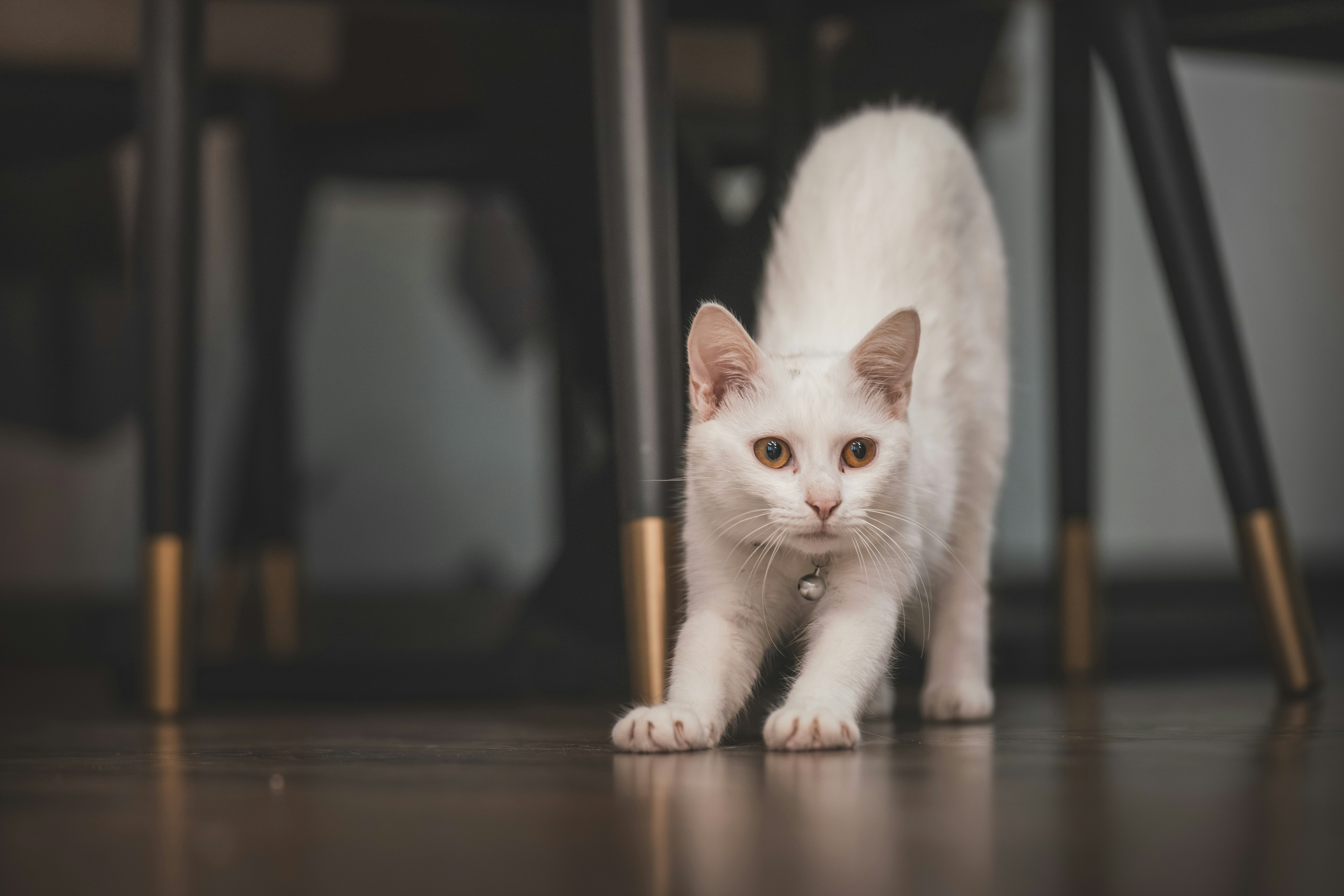 Steely Gait Under Glass Lattice: A Curious White Cat Steals the Scene