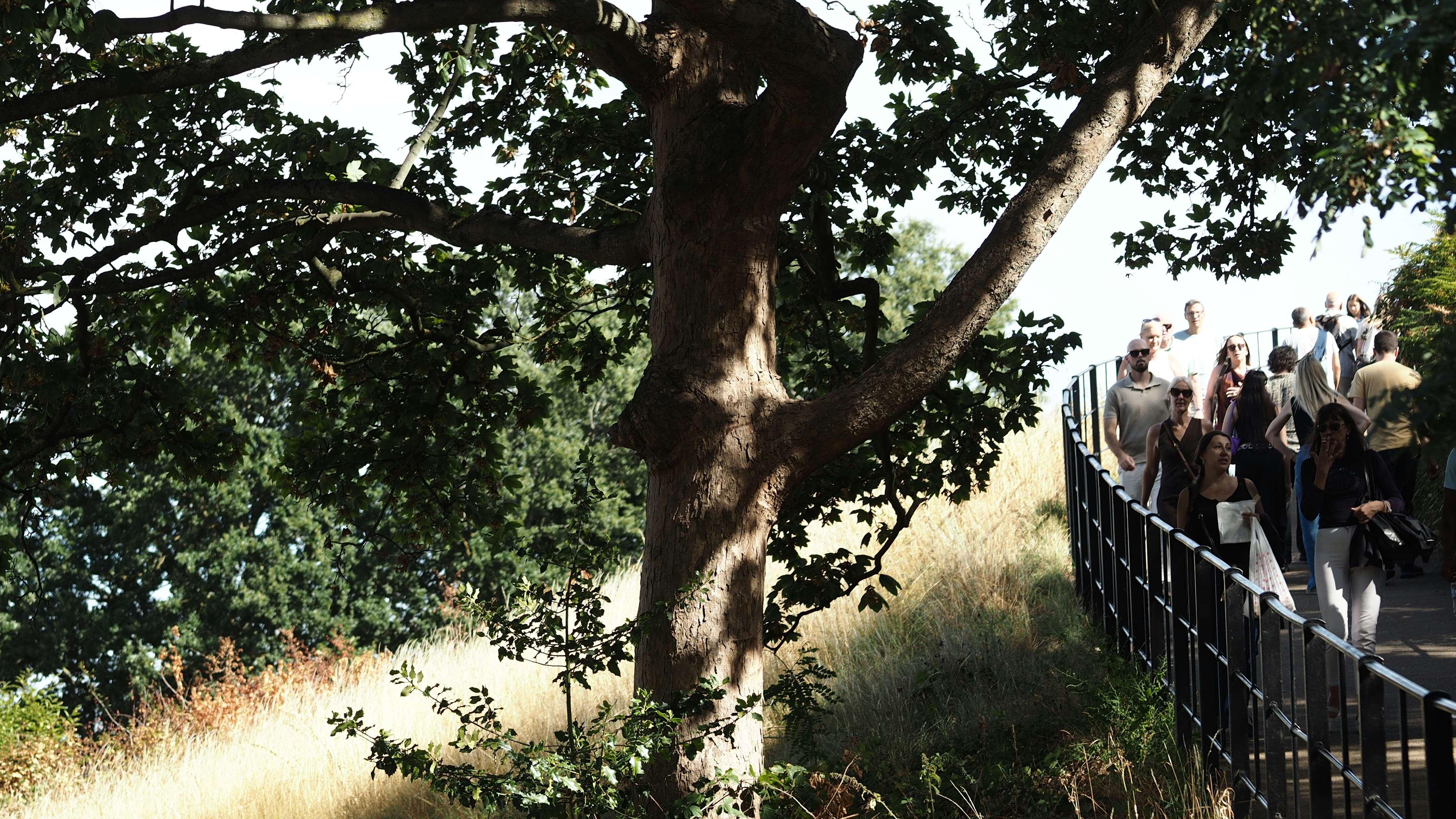 Guardians of the Hill: A Tree’s Gaze Above a Quiet Path